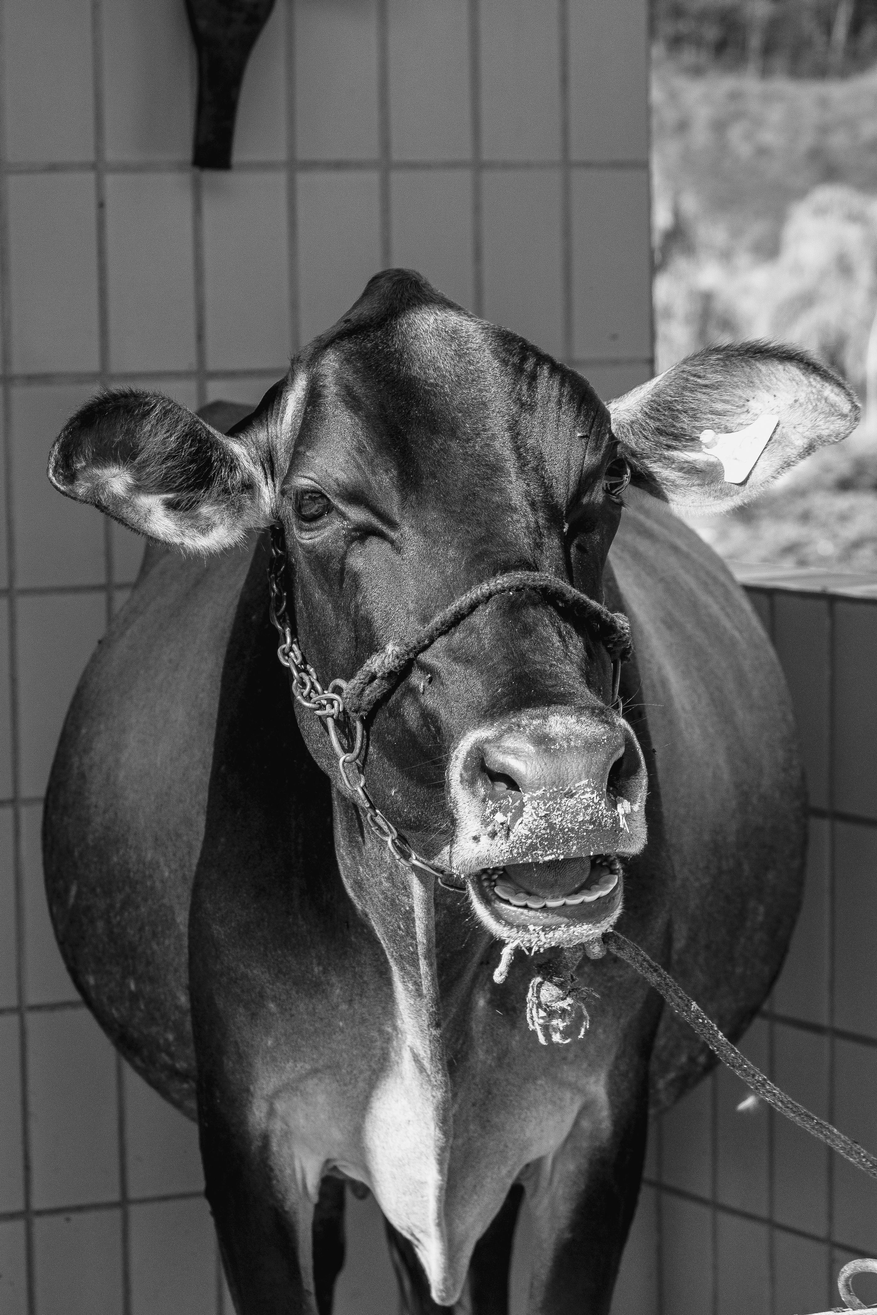 Black Cow in Grayscale Photography · Free Stock Photo