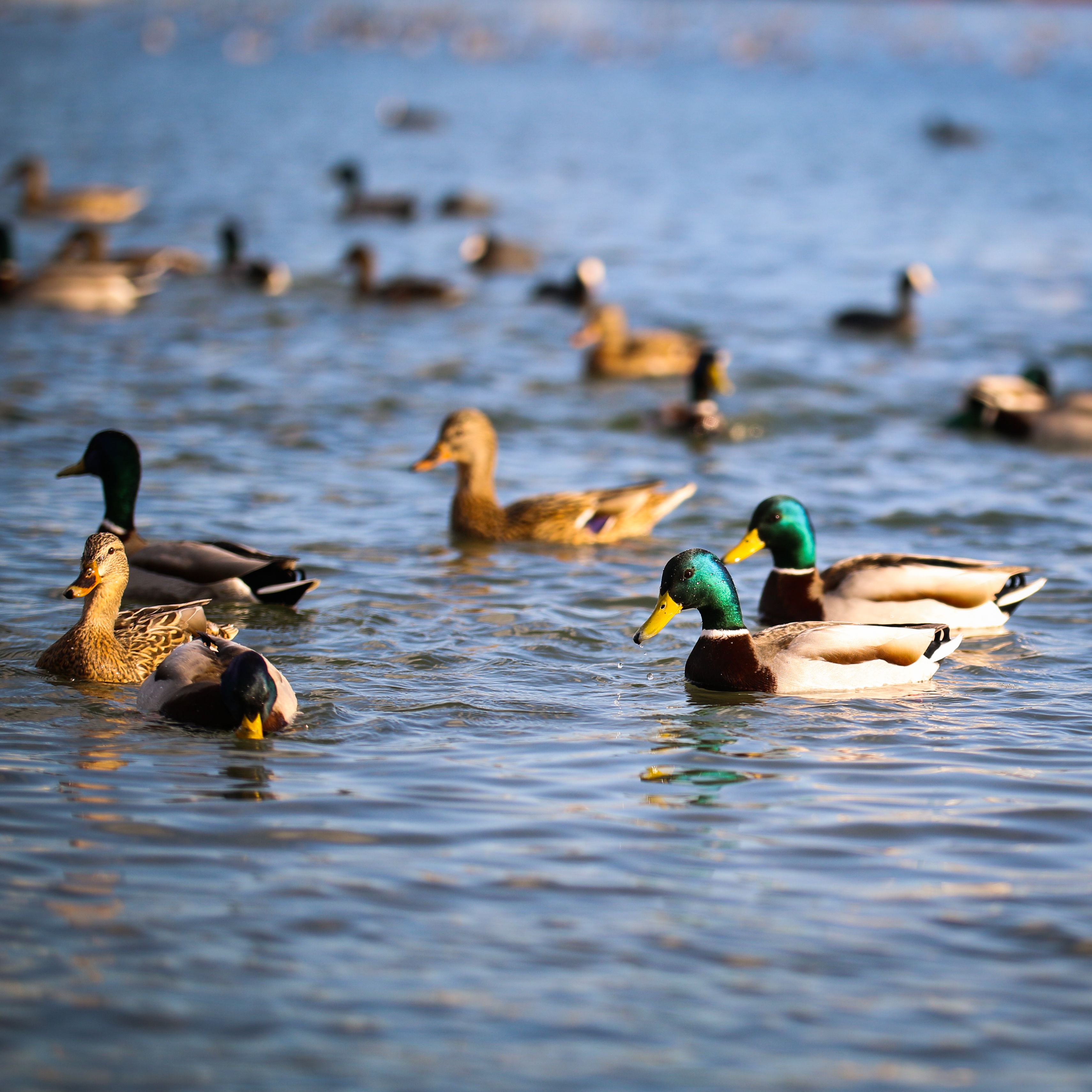 A Raft of Ducks Floating on Water · Free Stock Photo