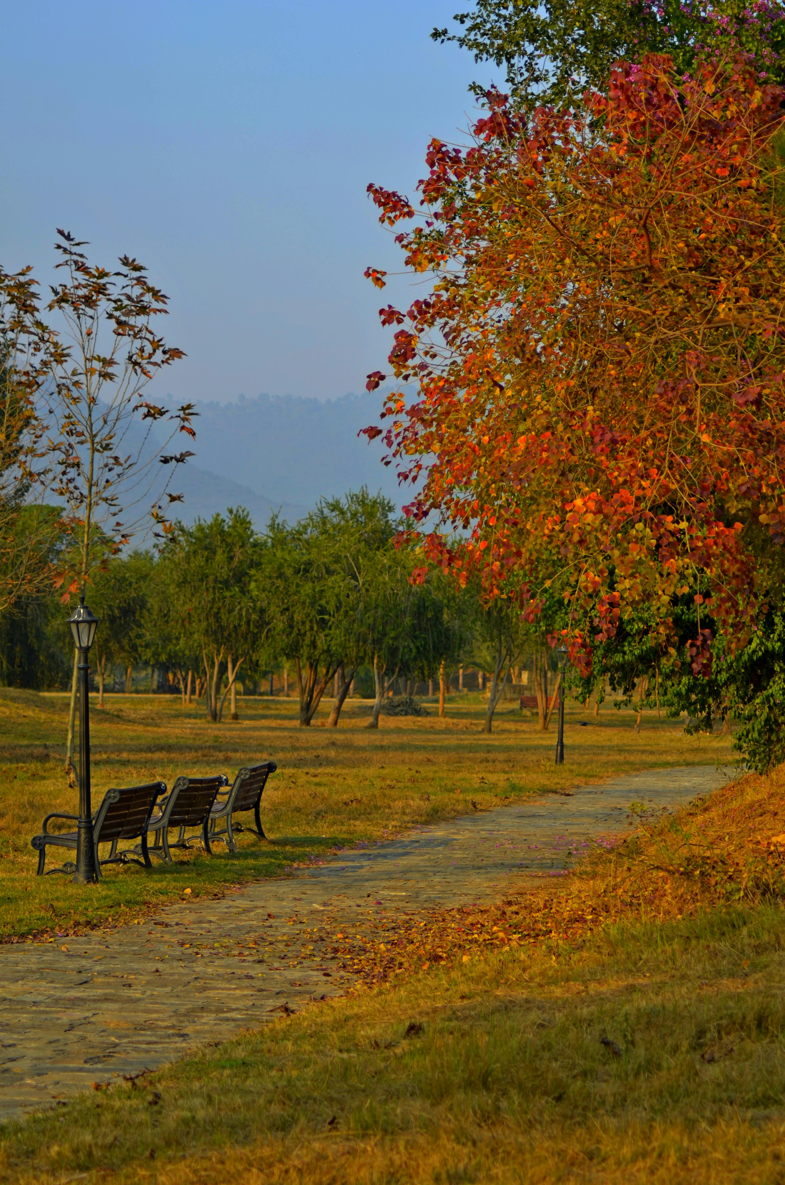 Lamppost Background Photos, Download The BEST Free Lamppost Background ...