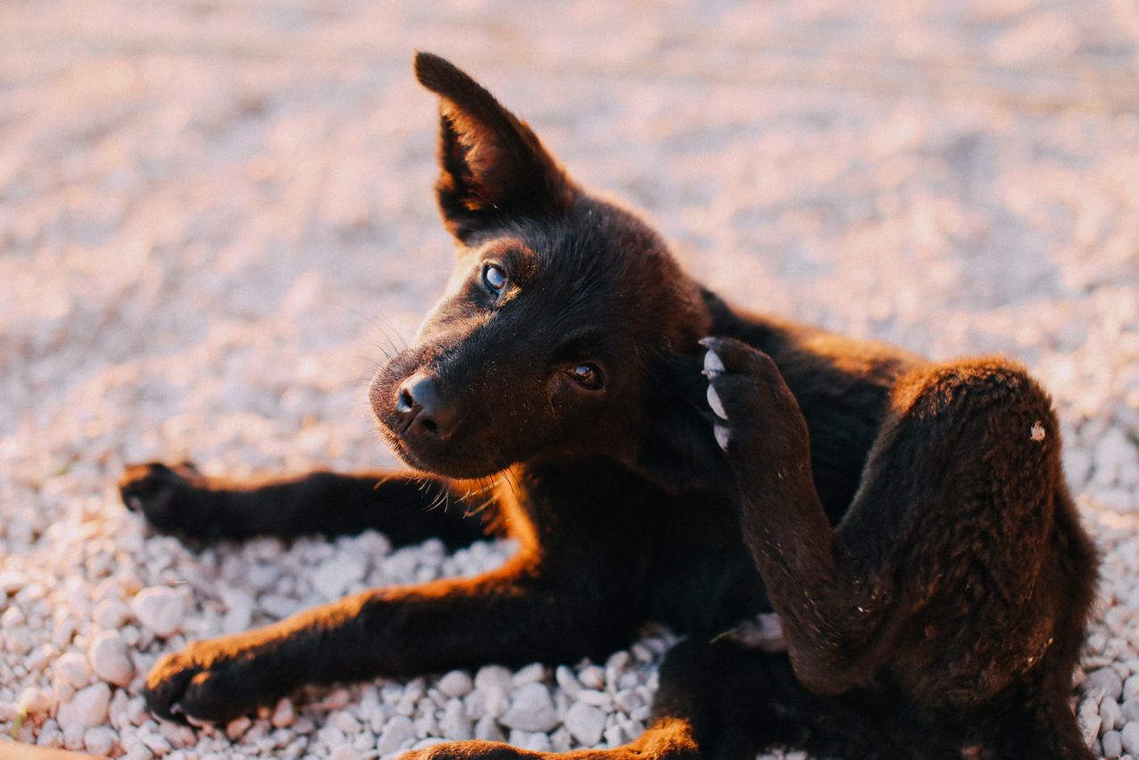 Ear Cropping Age: A Guide for Puppies and Adult Dogs