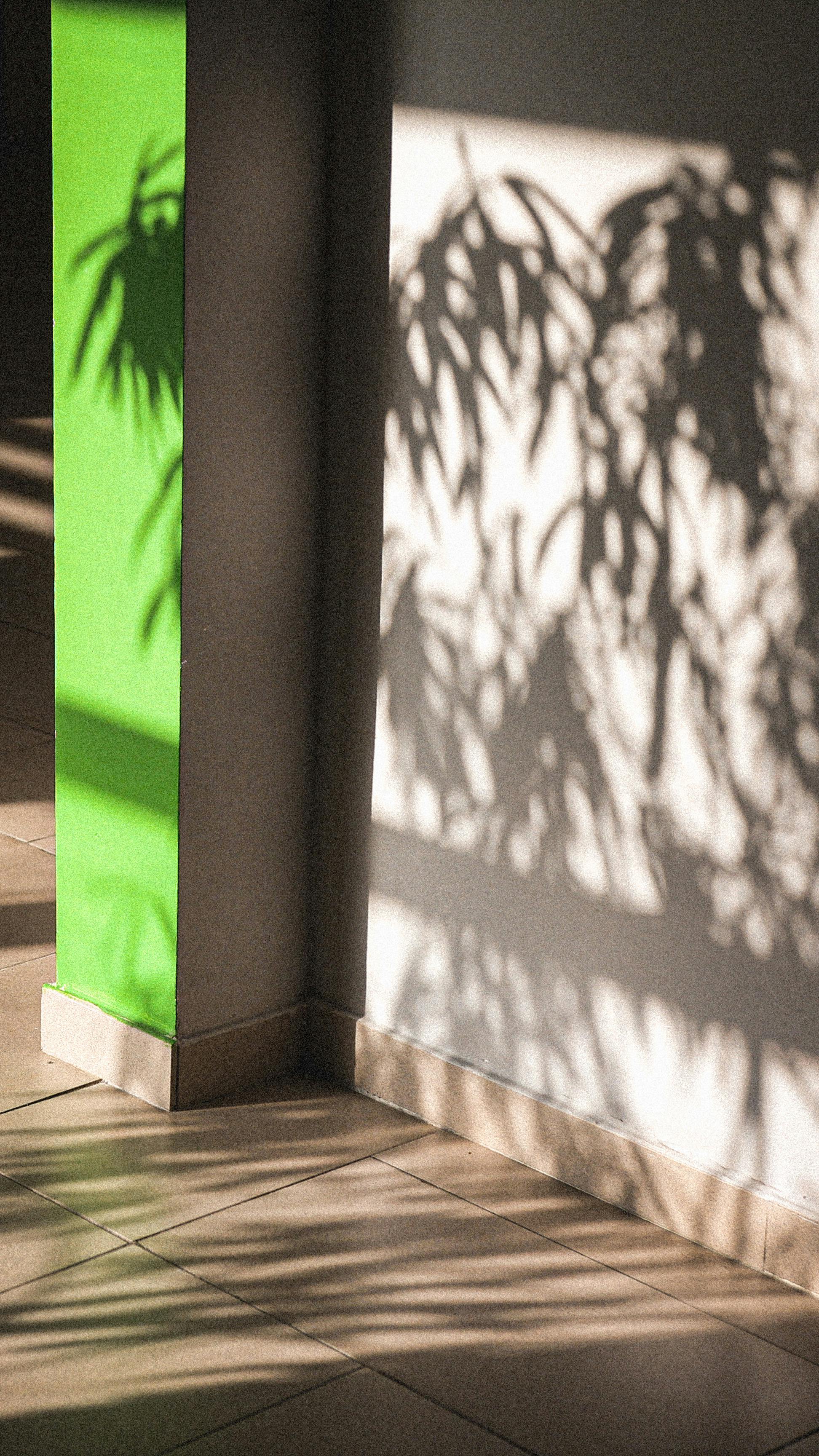 Shadow on Wall · Free Stock Photo