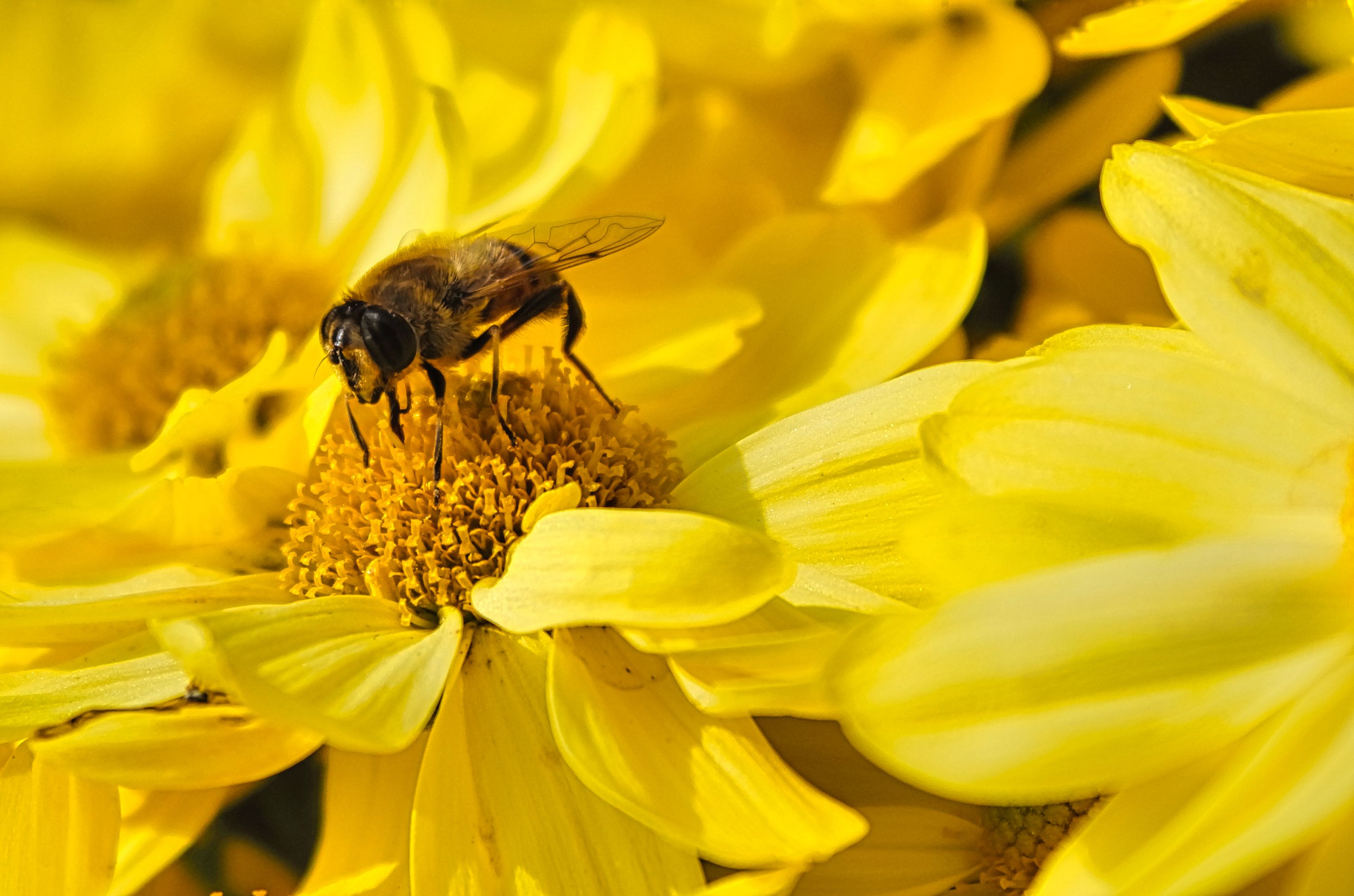 Foto de stock gratuita sobre abeja, brillante, color, flor amarilla ...