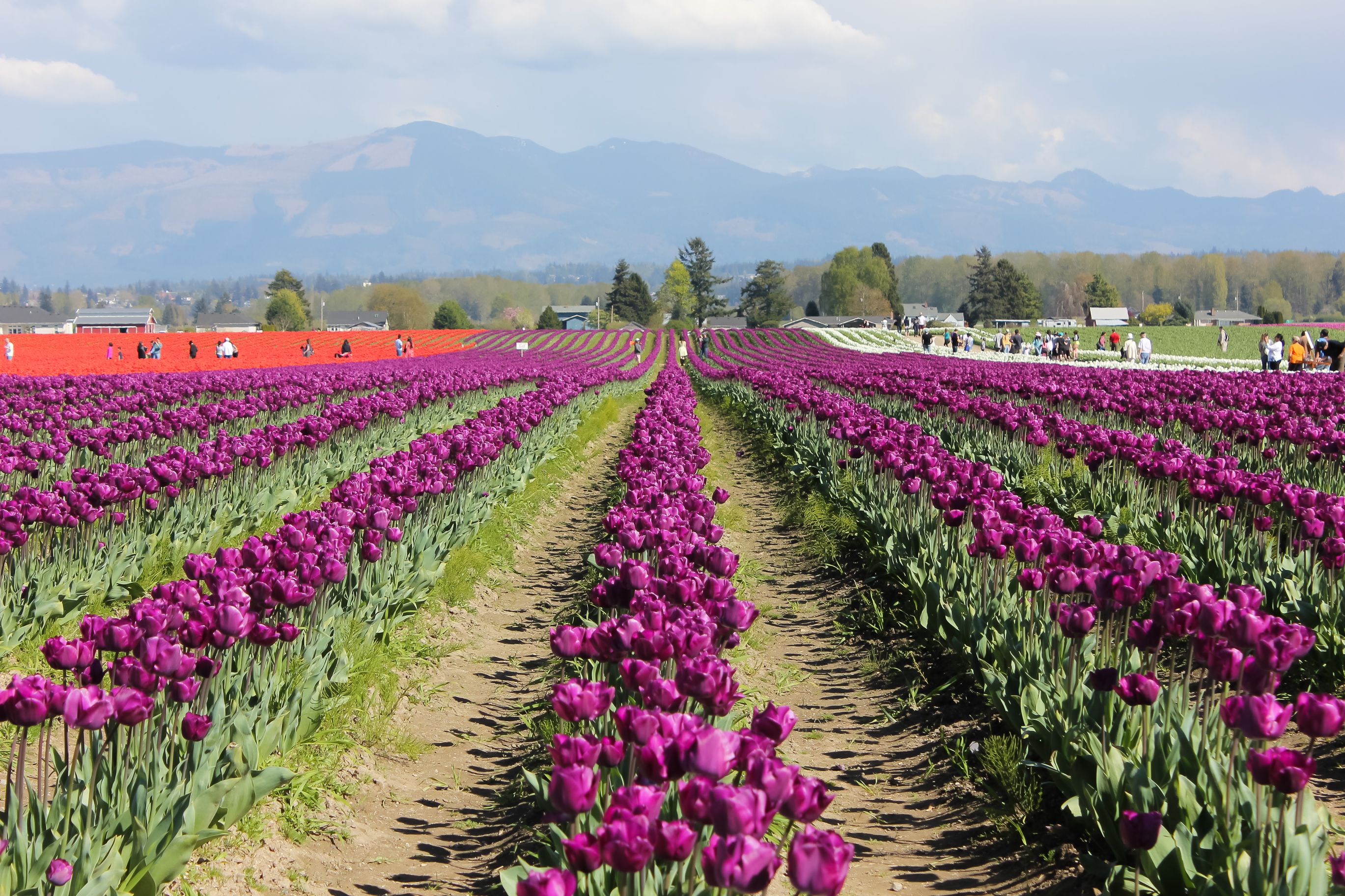 View of a Flower Field · Free Stock Photo