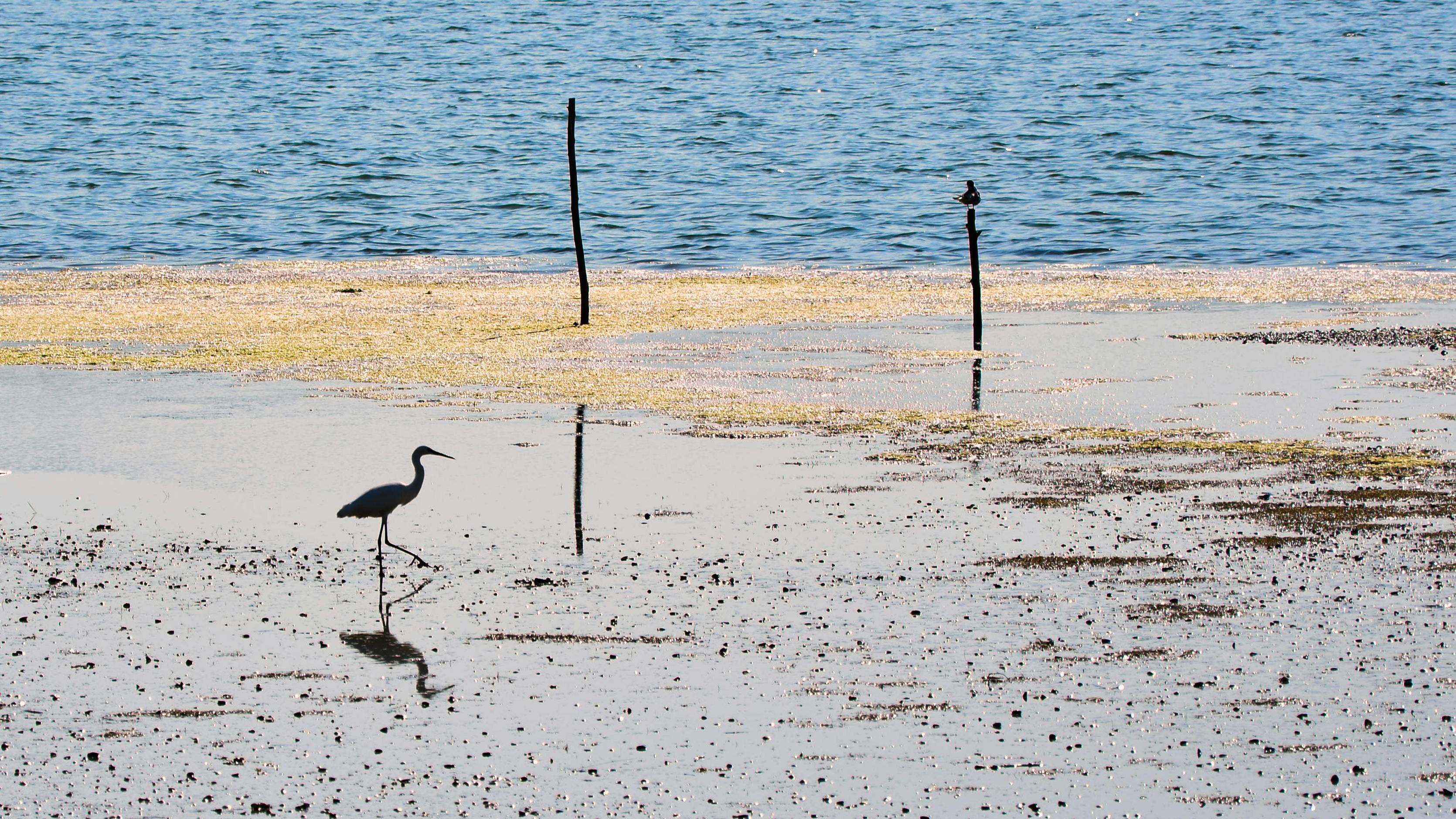 Great Egret Photos, Download The BEST Free Great Egret Stock Photos ...