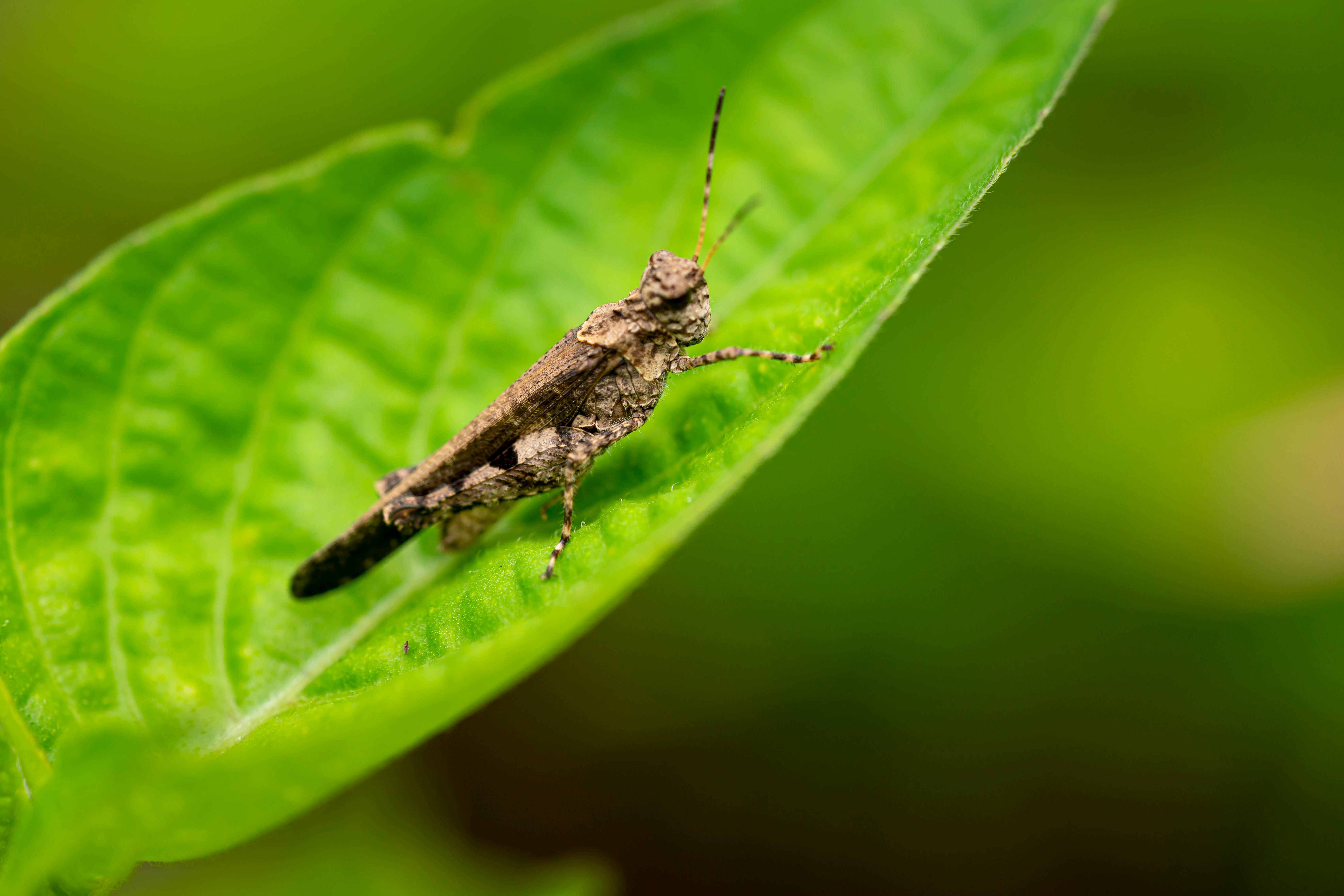 Grasshopper Habitat Photos, Download The BEST Free Grasshopper Habitat ...