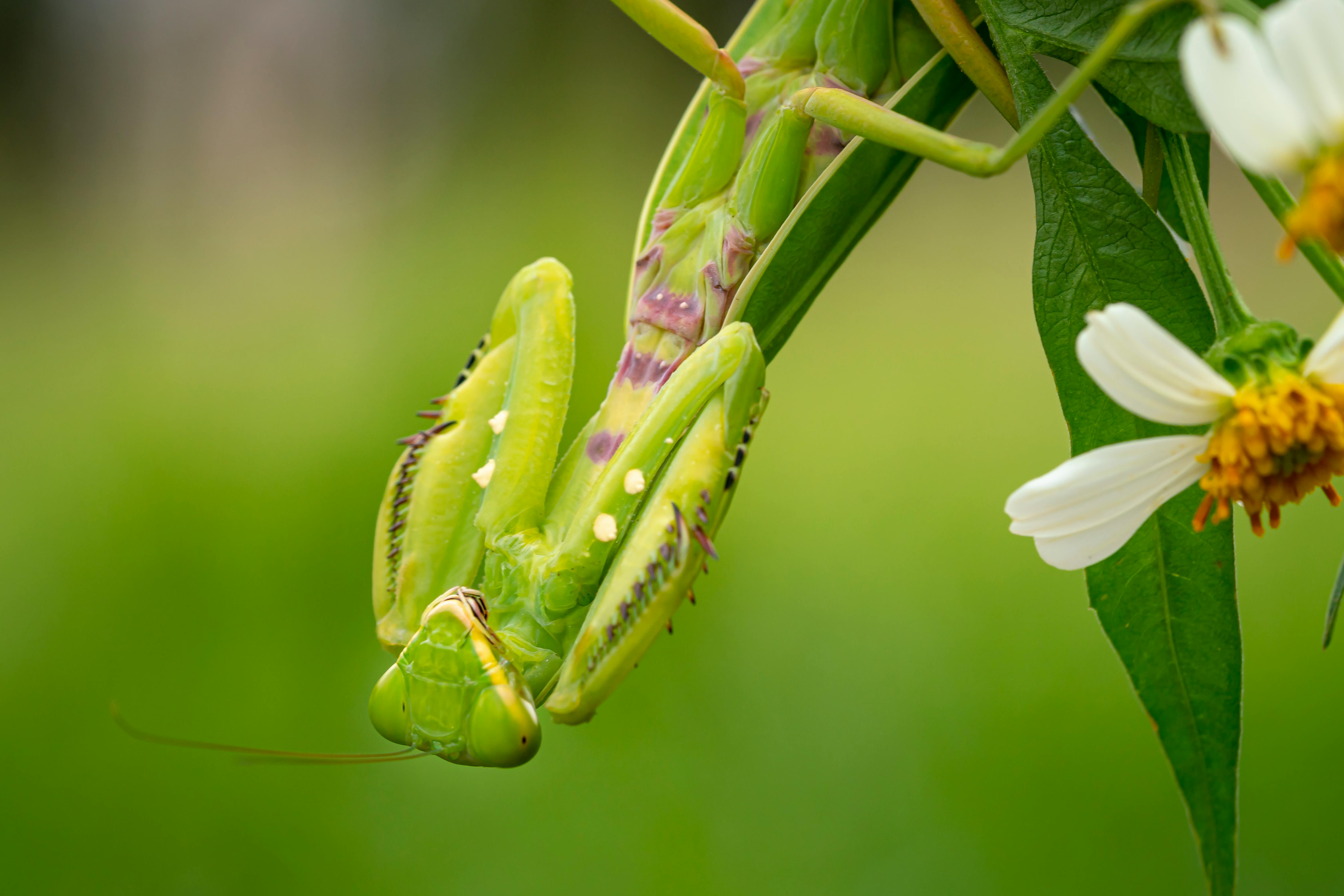 156+ Best Free Mantis Stock Photos & Images · 100% Royalty-Free HD ...