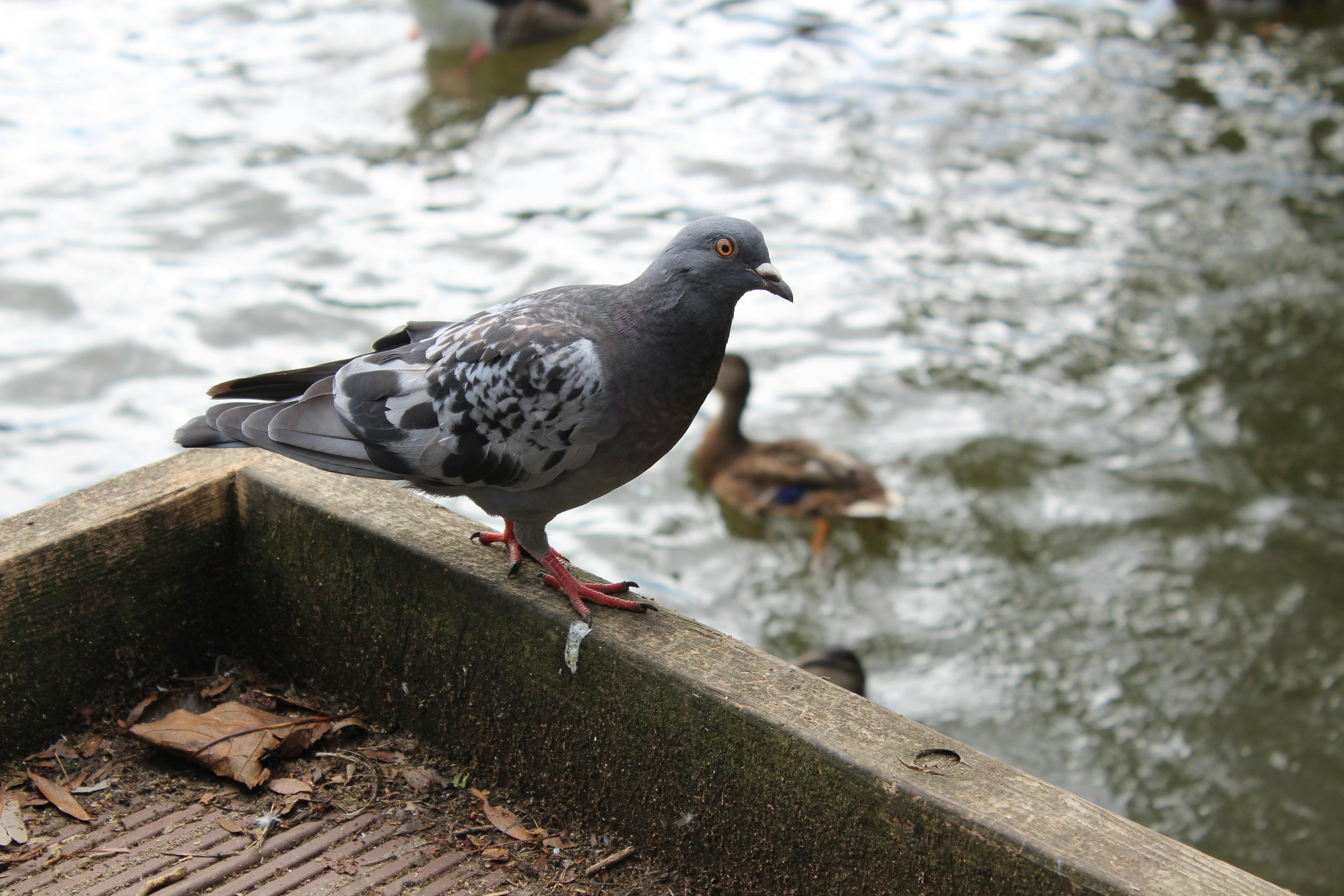 Birds 3 Photos & Videos Collected by Cameron Findlay