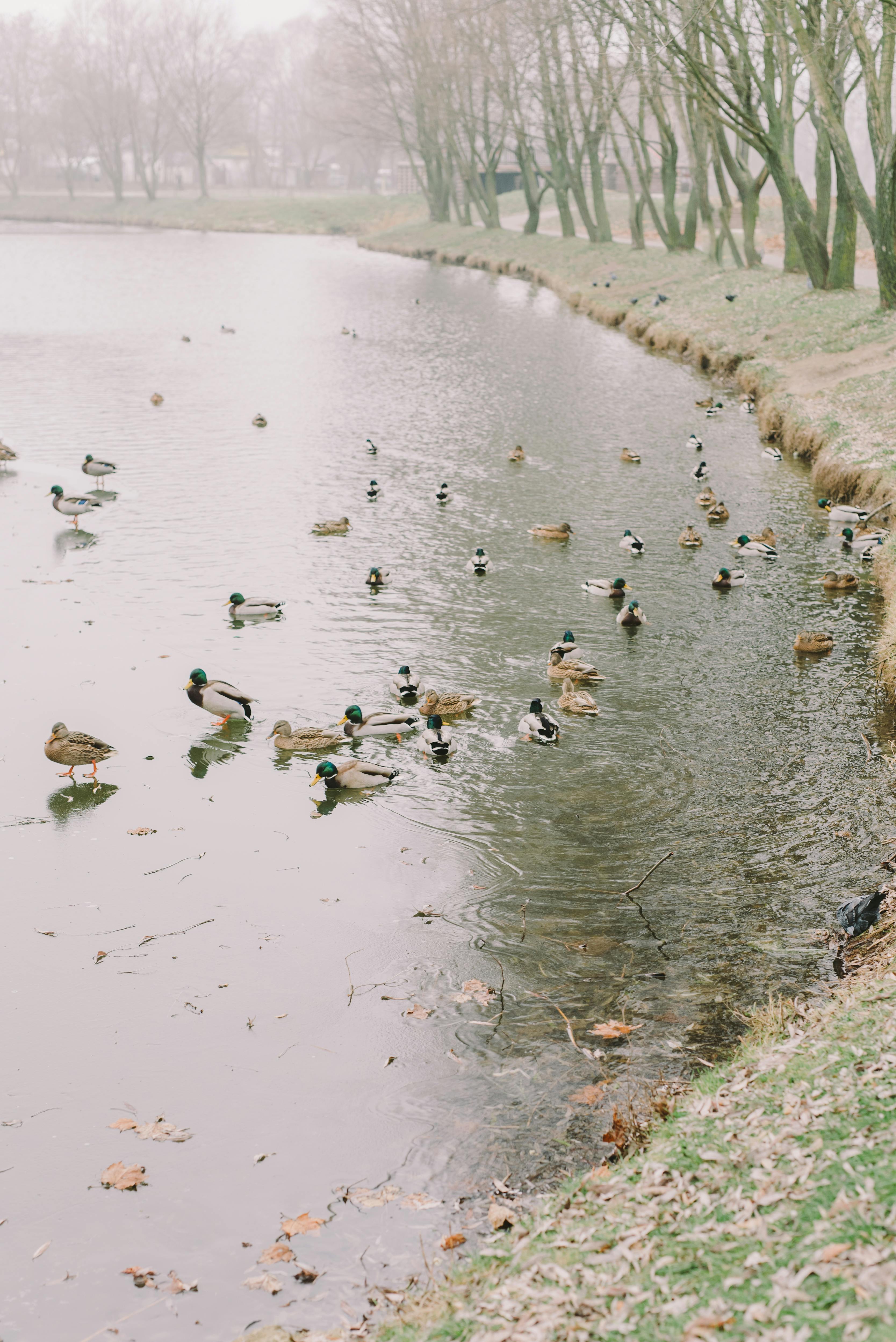 Person Riding a Boat Beside Raft of Ducks · Free Stock Photo