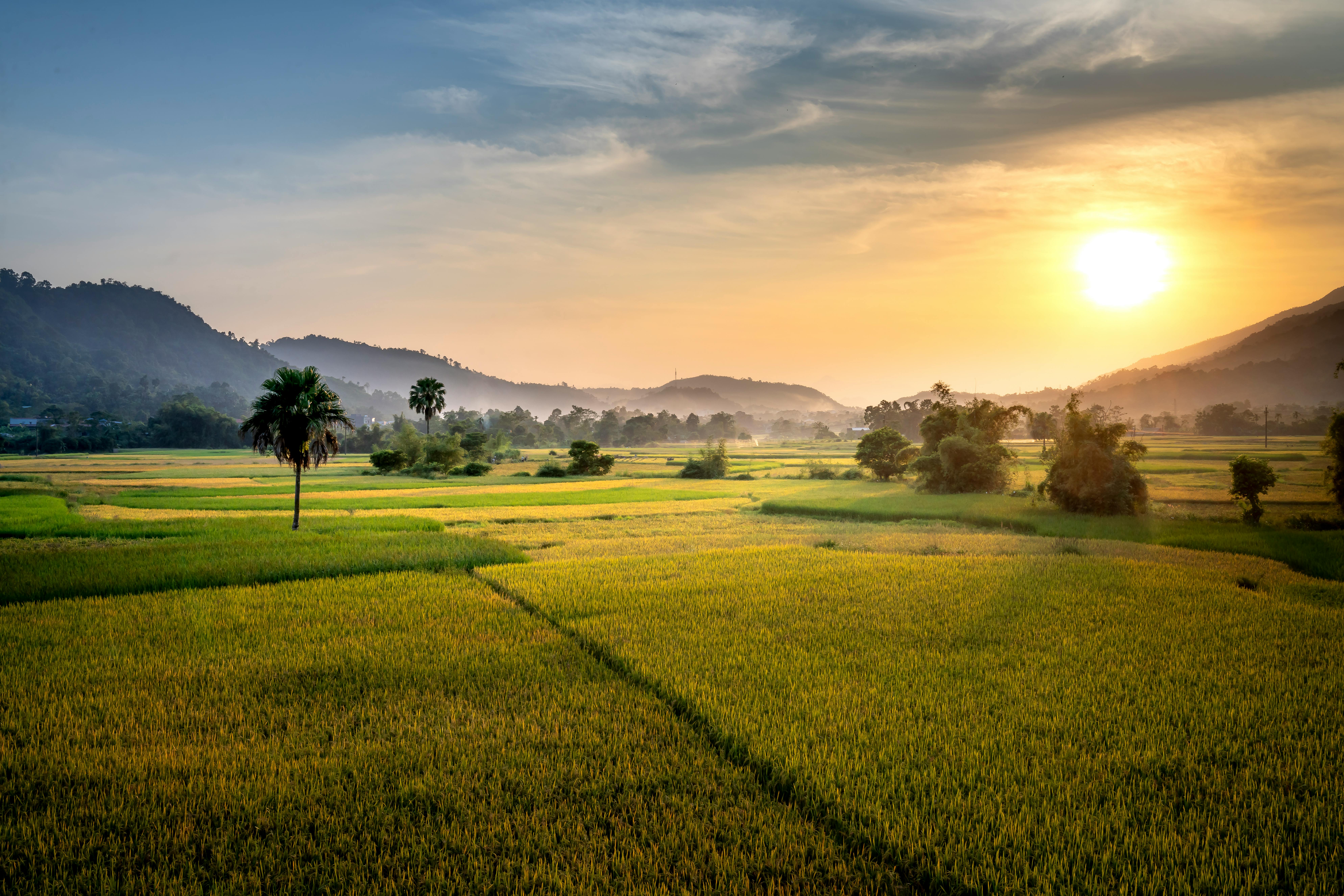 Green tea plantation on verdant hilly valley · Free Stock Photo