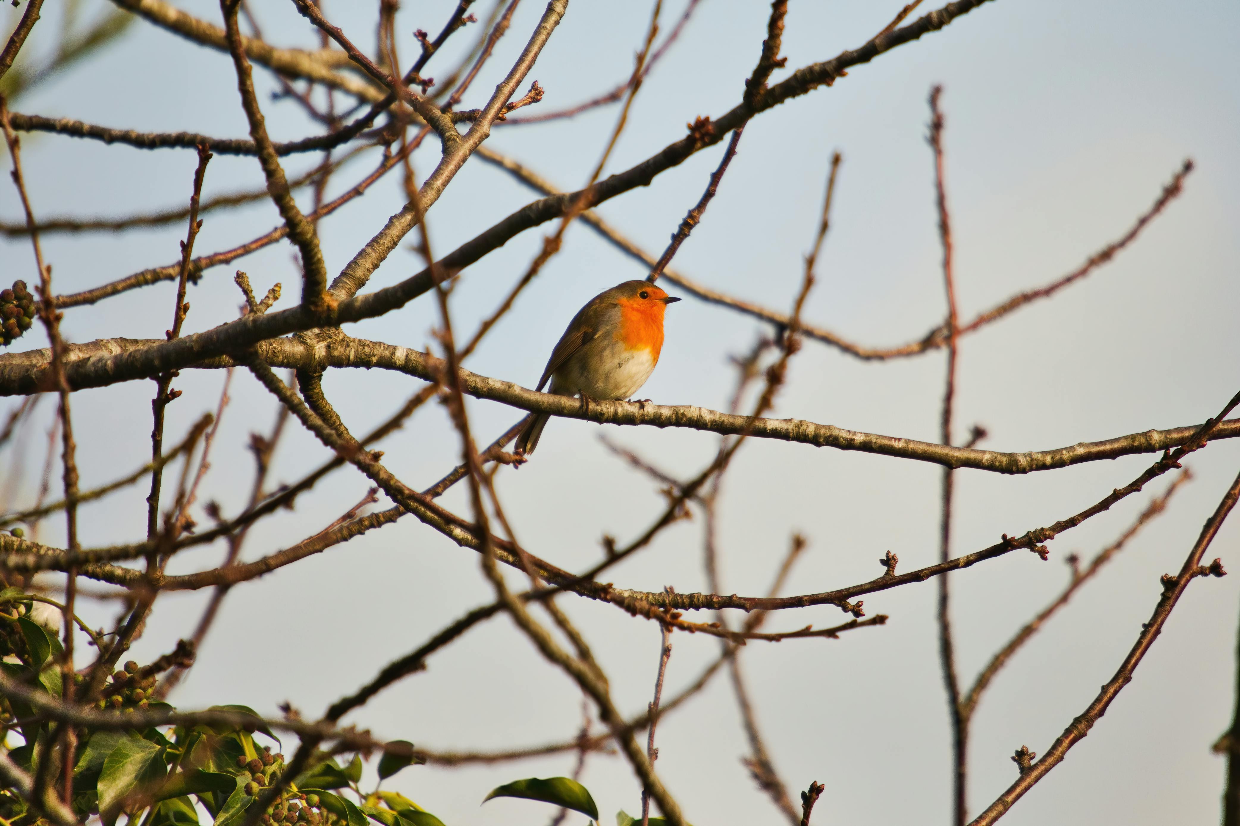 Close-up Photo of a European Robin · Free Stock Photo