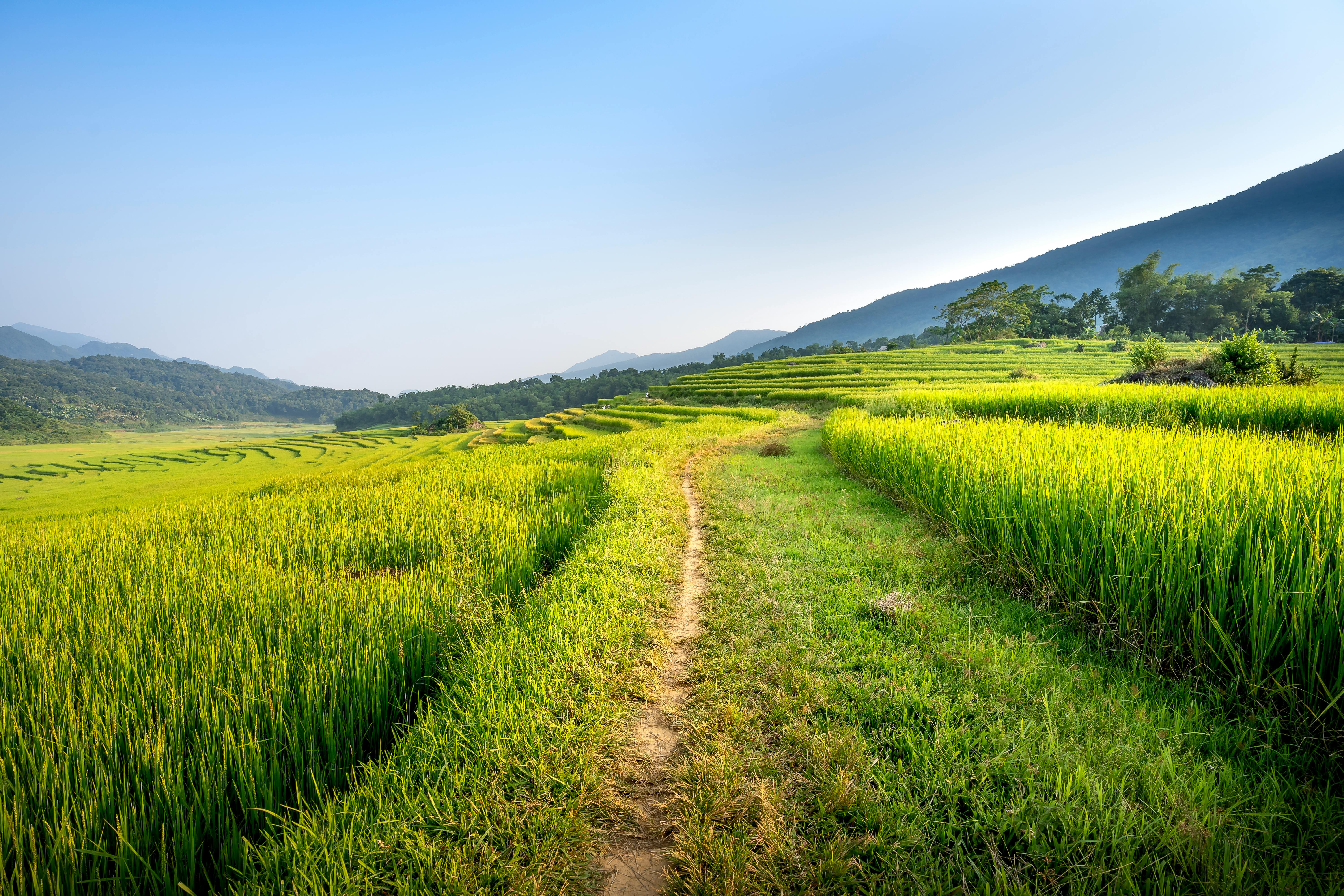 Narrow pathway amidst green fields · Free Stock Photo