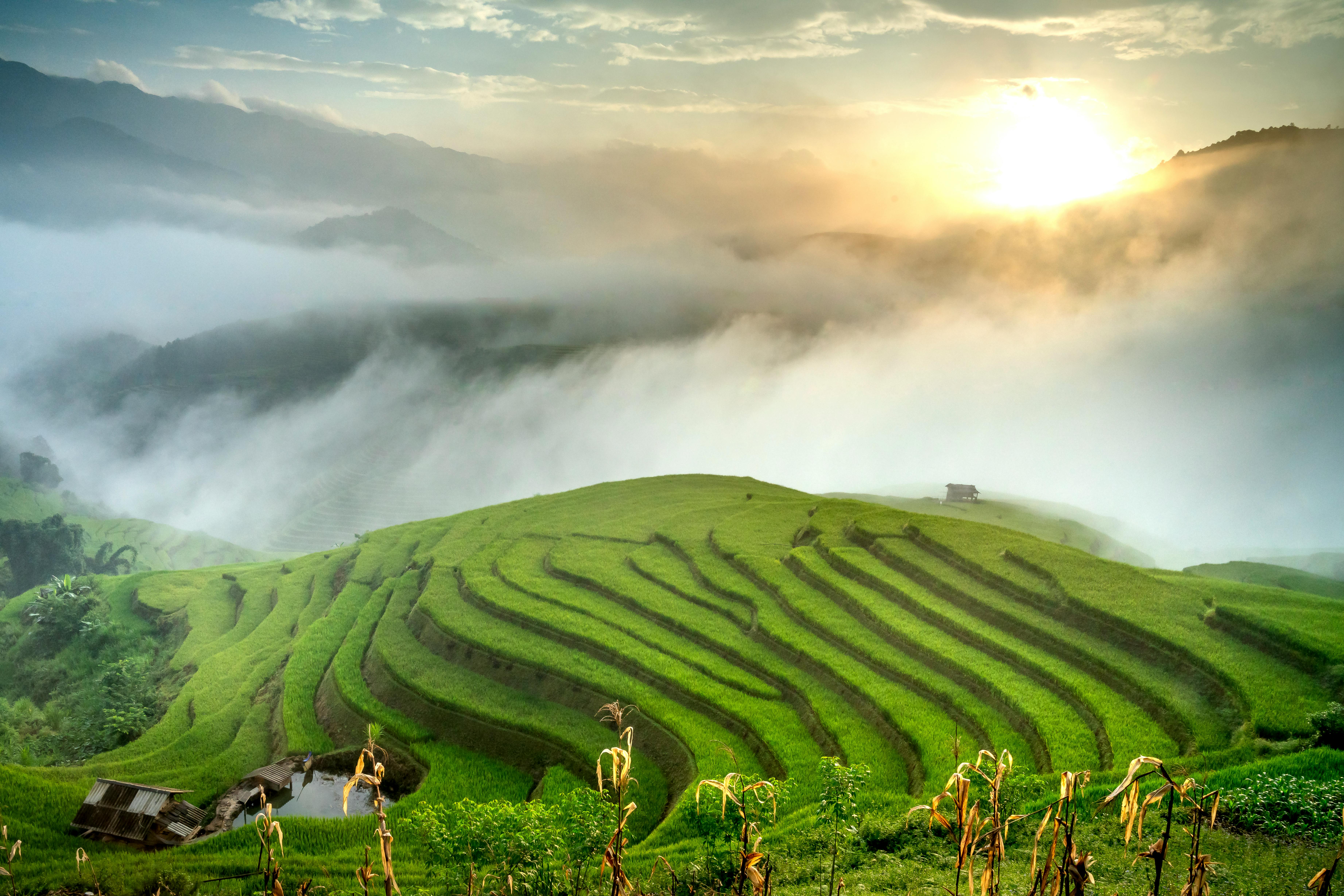 Green rice fields on misty mountains · Free Stock Photo