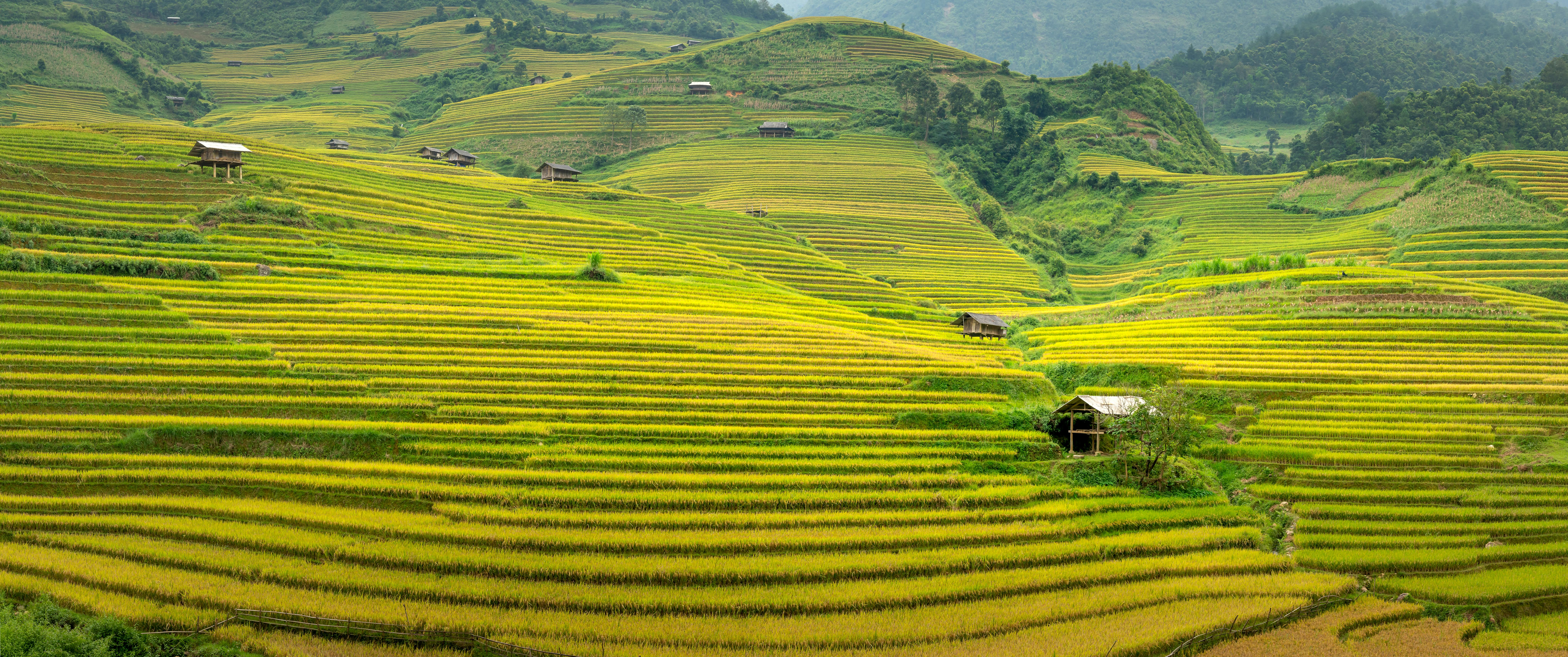 Wooden houses placed on hills among rice plantations · Free Stock Photo