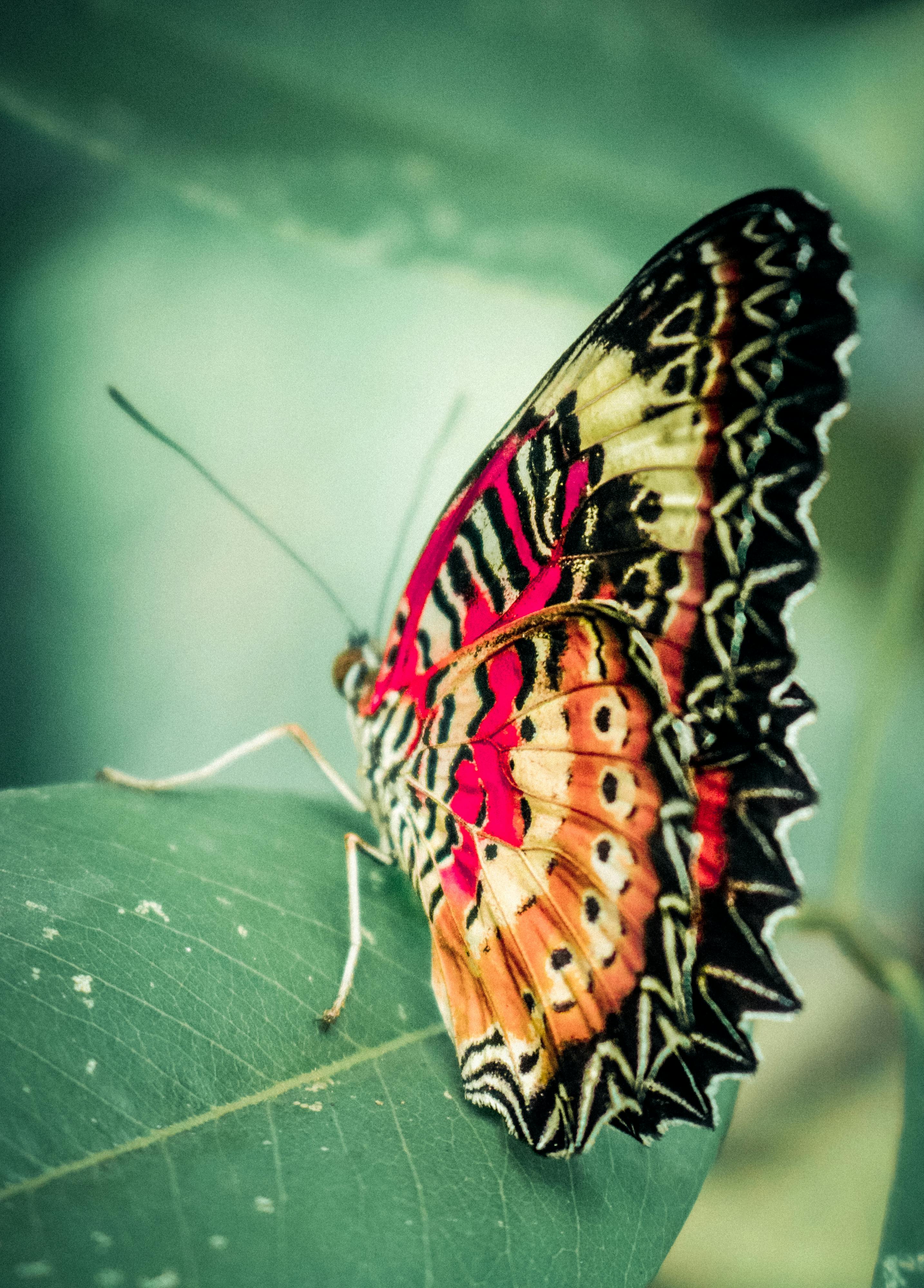 Blue Glassy Tiger Butterfly on a Floor · Free Stock Photo