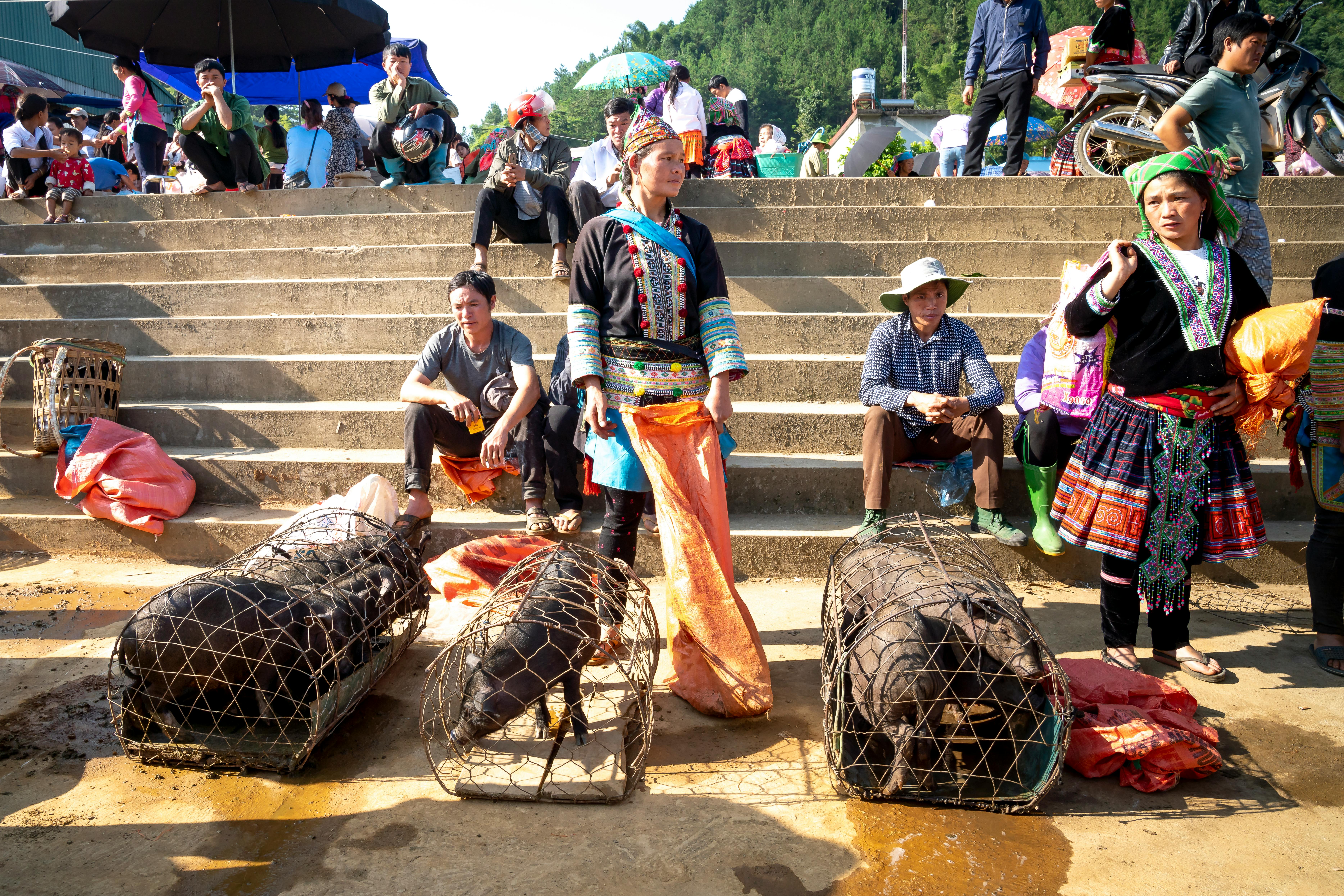 A Sus Photos, Download Free A Sus Stock Photos & HD Images