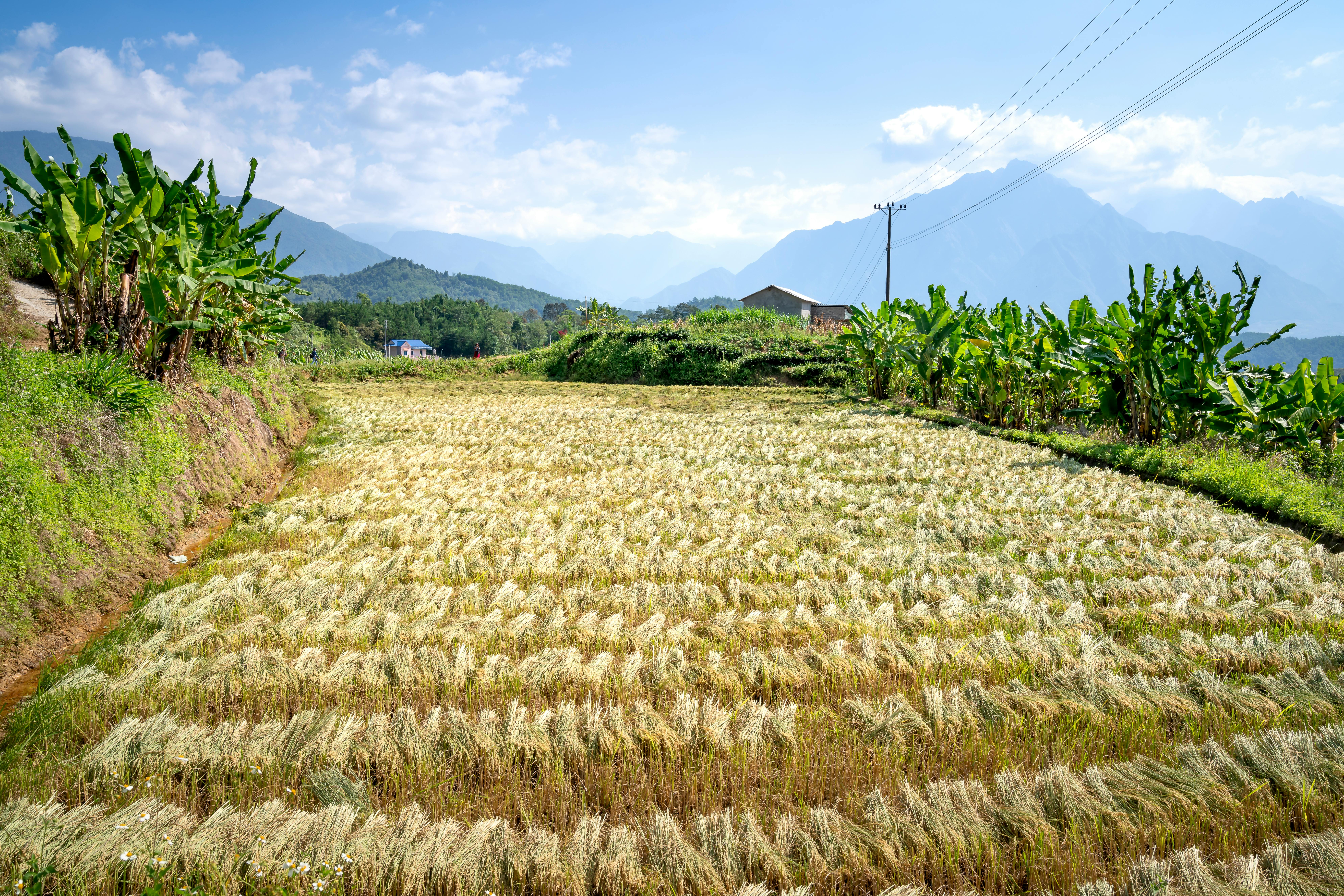 Aerial Photo of Rice Field · Free Stock Photo