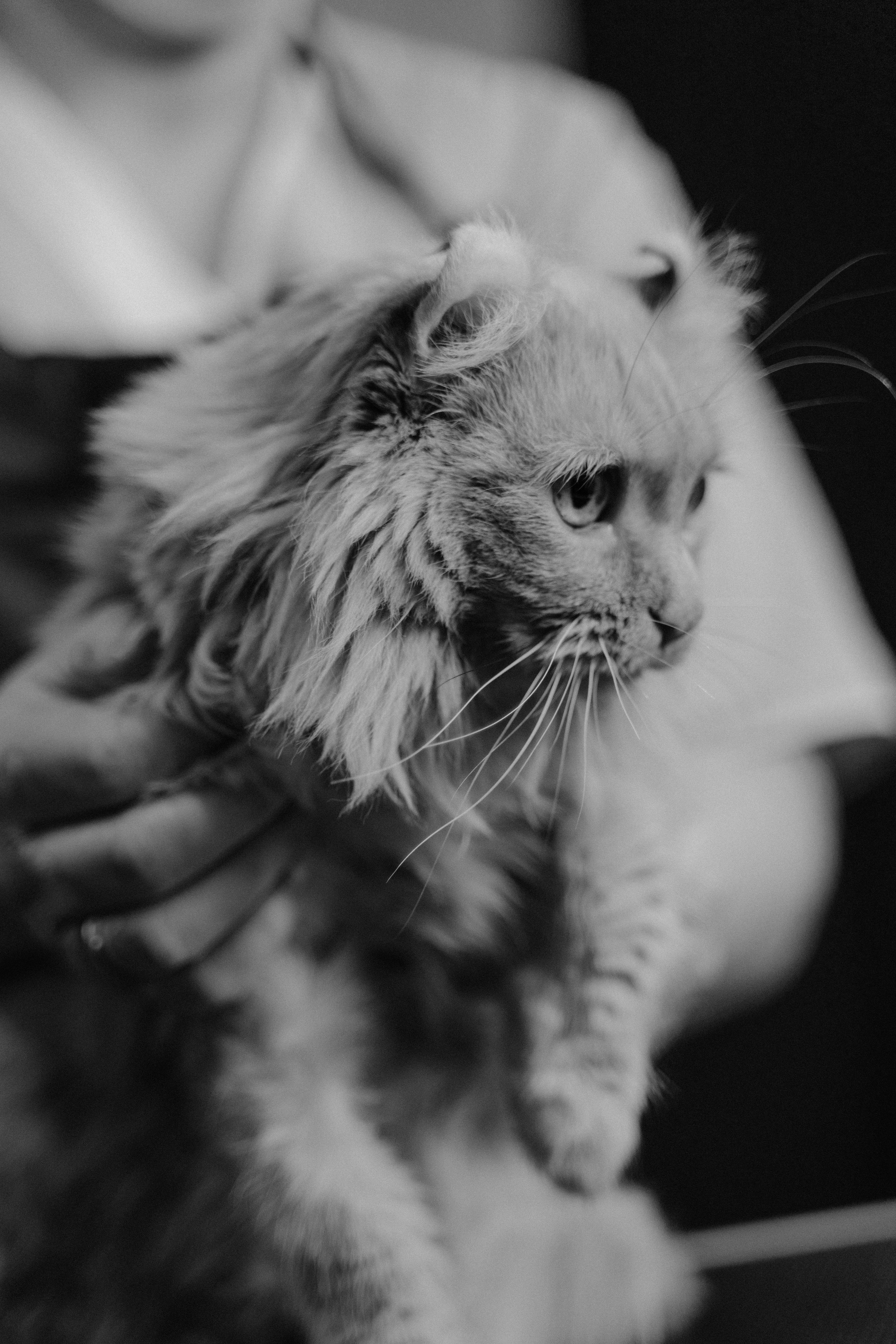 Grayscale Cat Photos, Download The BEST Free Grayscale Cat Stock Photos ...