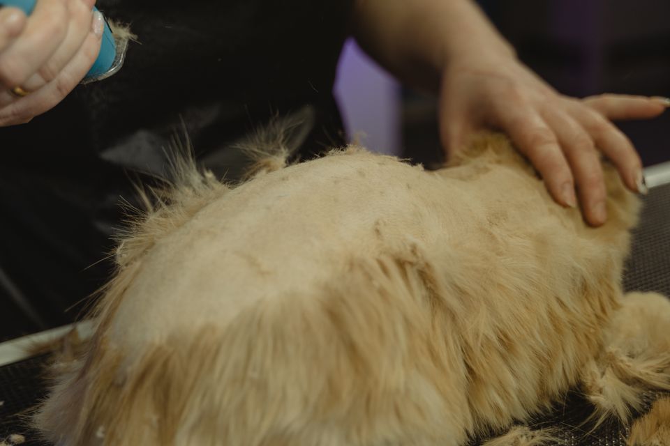 People for the Ethical Treatment of Animals and Their Impact
