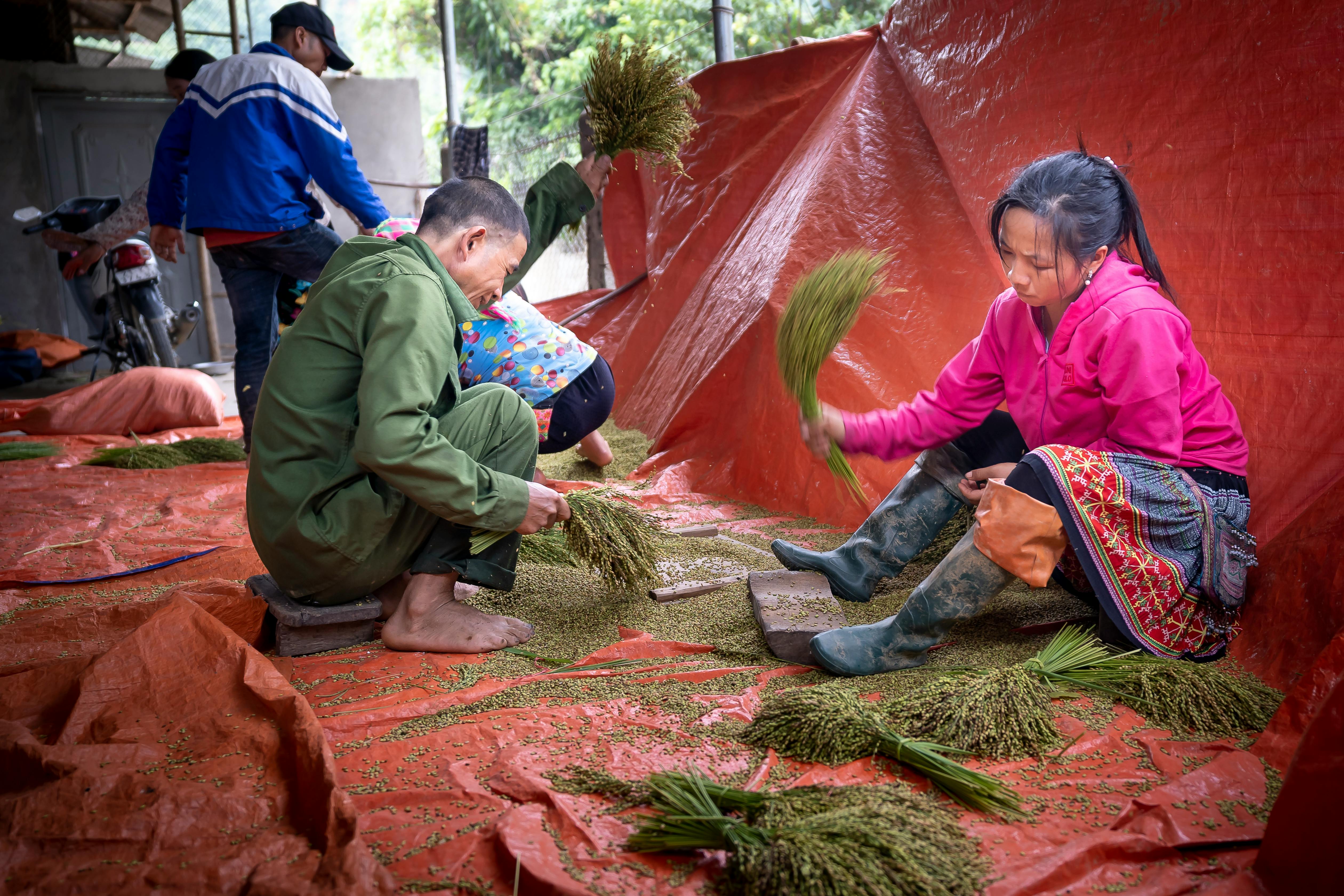Men and Women Threshing Crop · Free Stock Photo