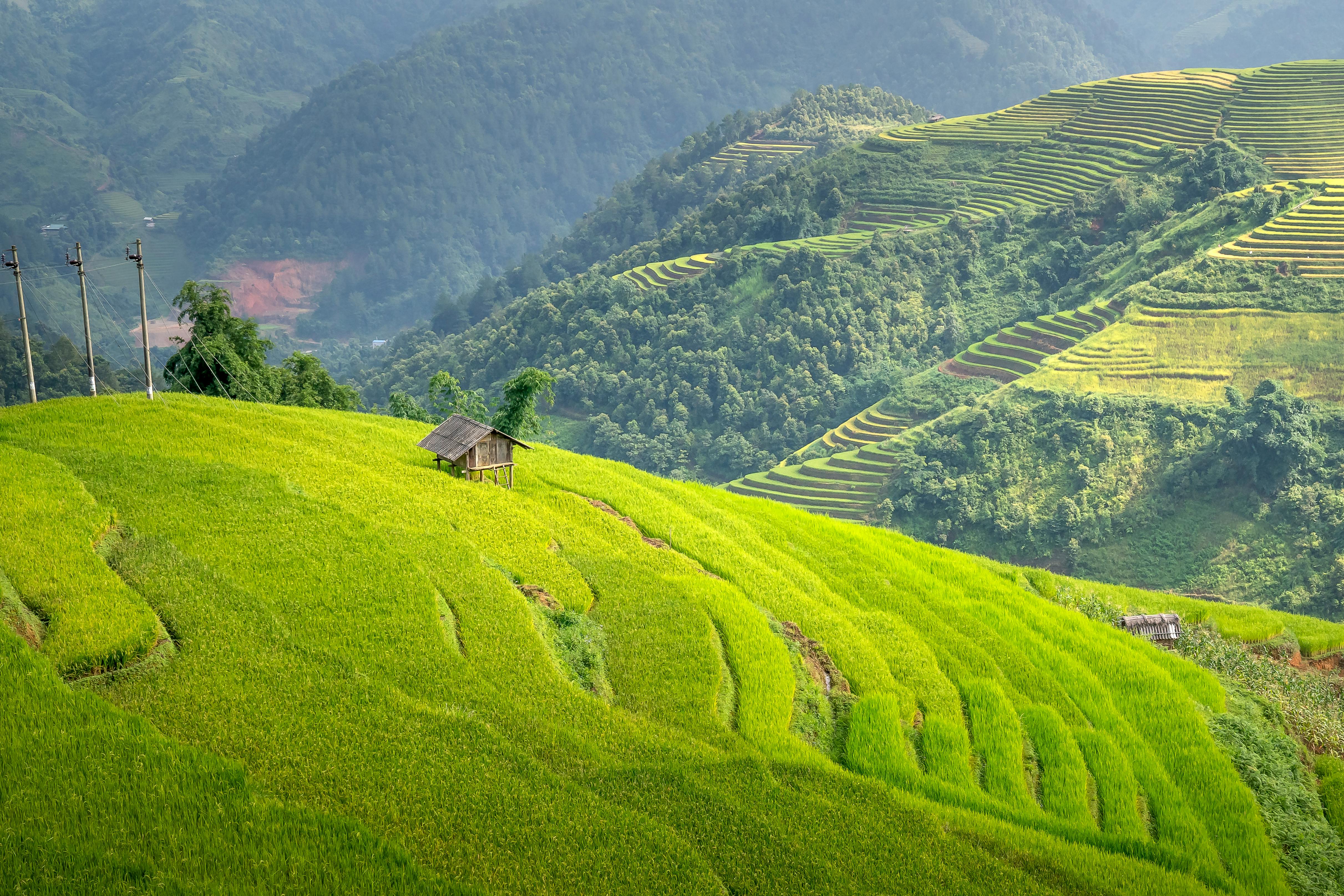 A Wooden House on the Rice Terraces · Free Stock Photo