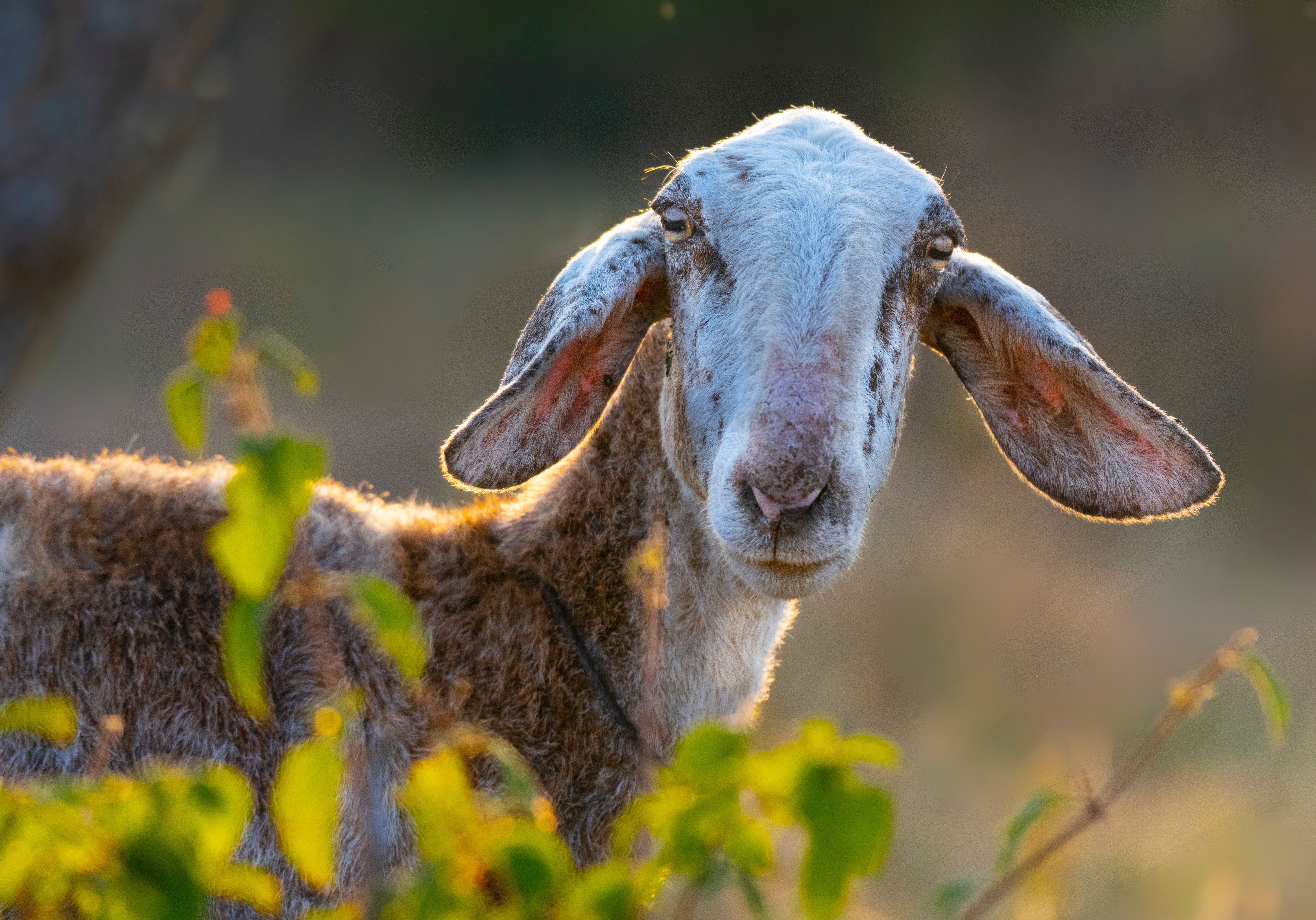 Cute goat standing in nature · Free Stock Photo