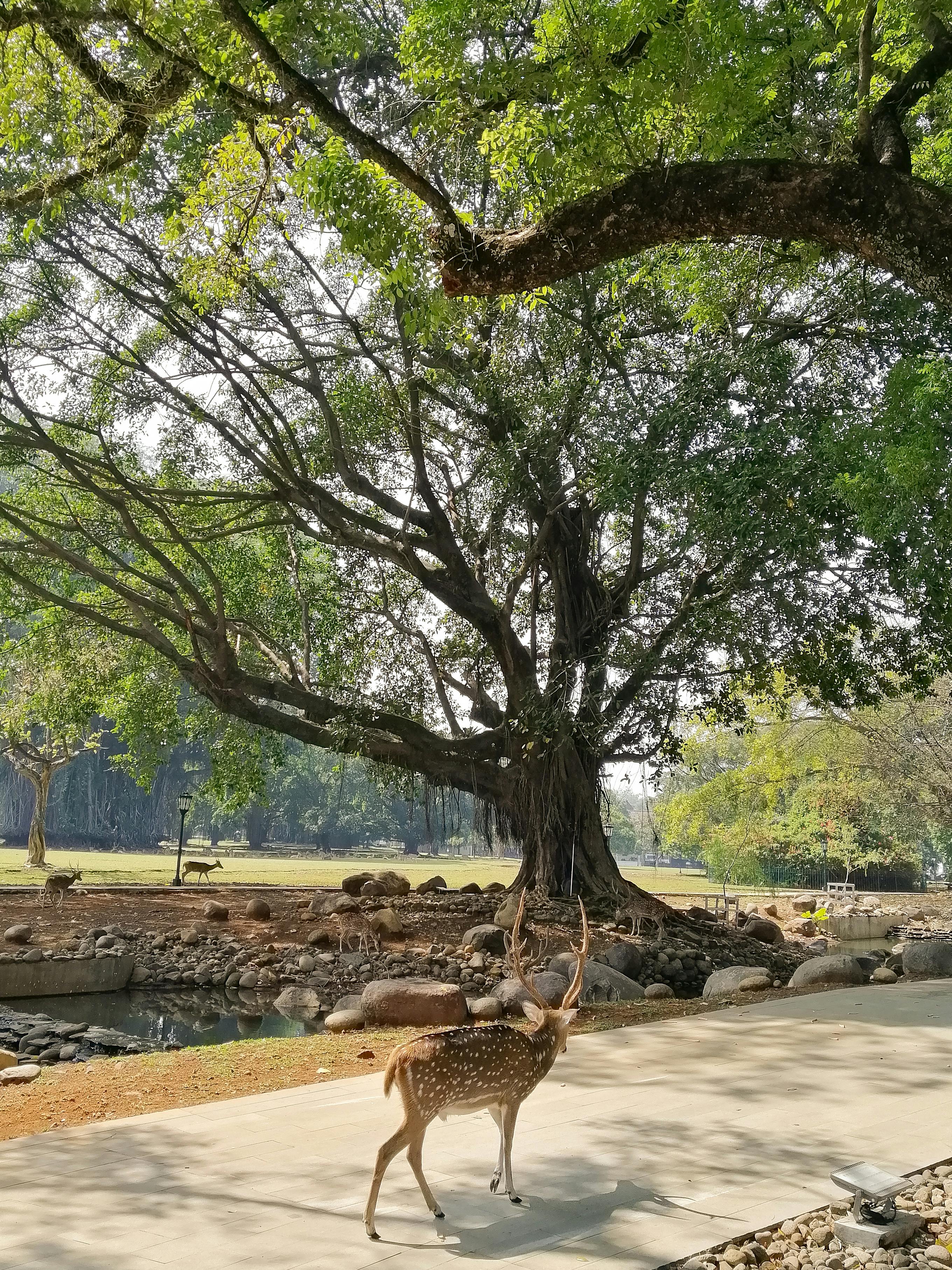 Deer Path Photos, Download The BEST Free Deer Path Stock Photos & HD Images