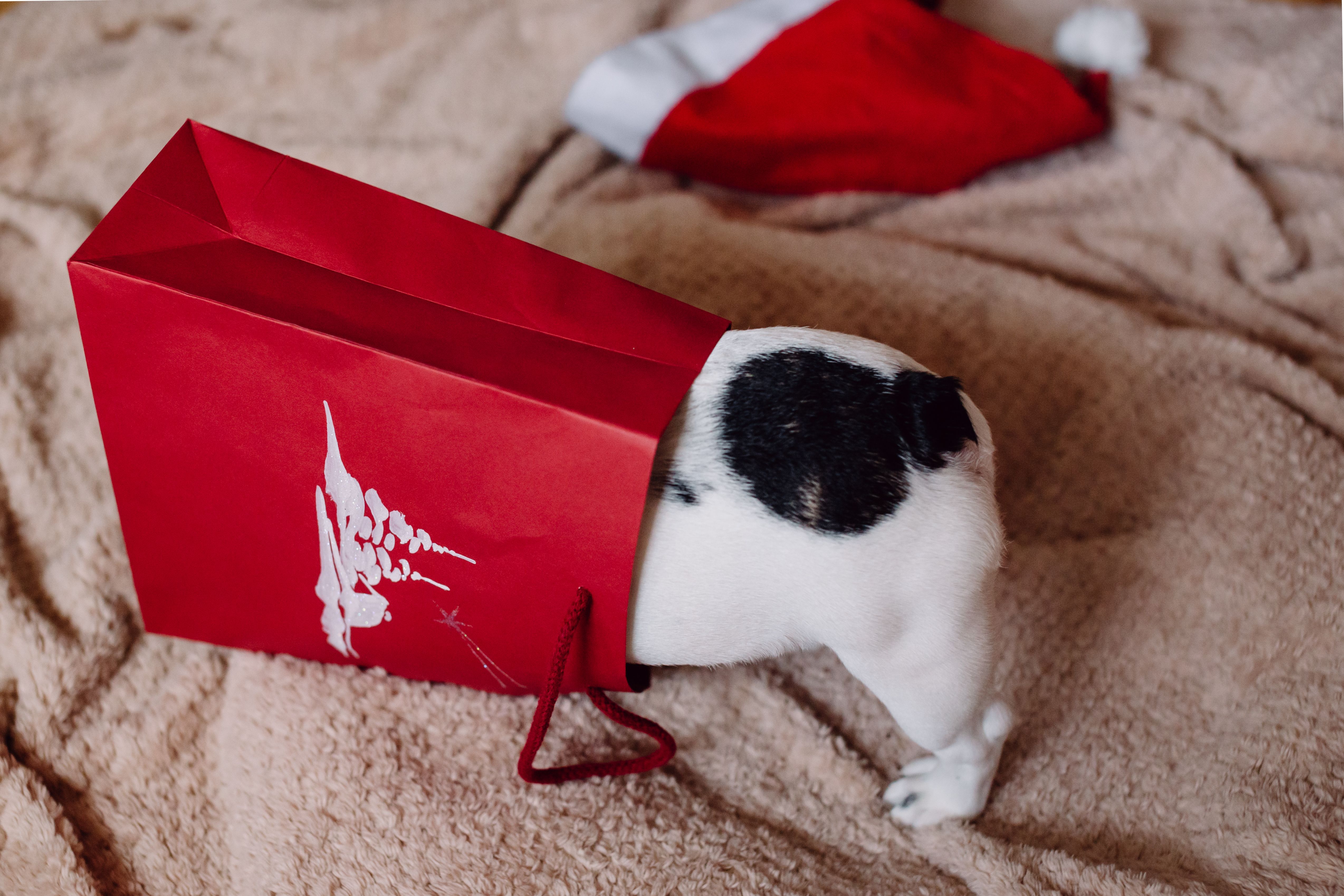 A Puppy Hiding in a Red Paper Bag · Free Stock Photo