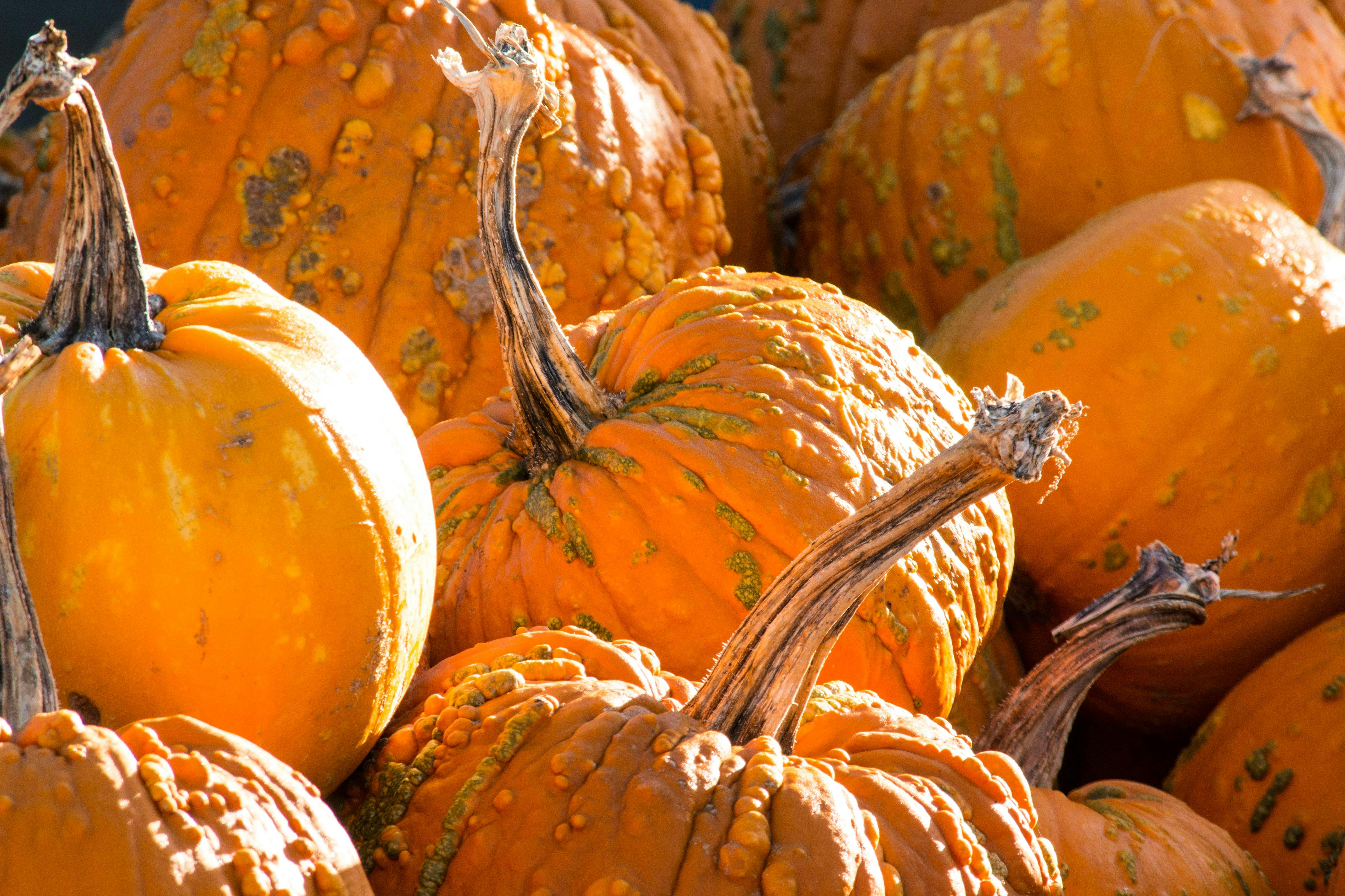 Free stock photo of pumpkins