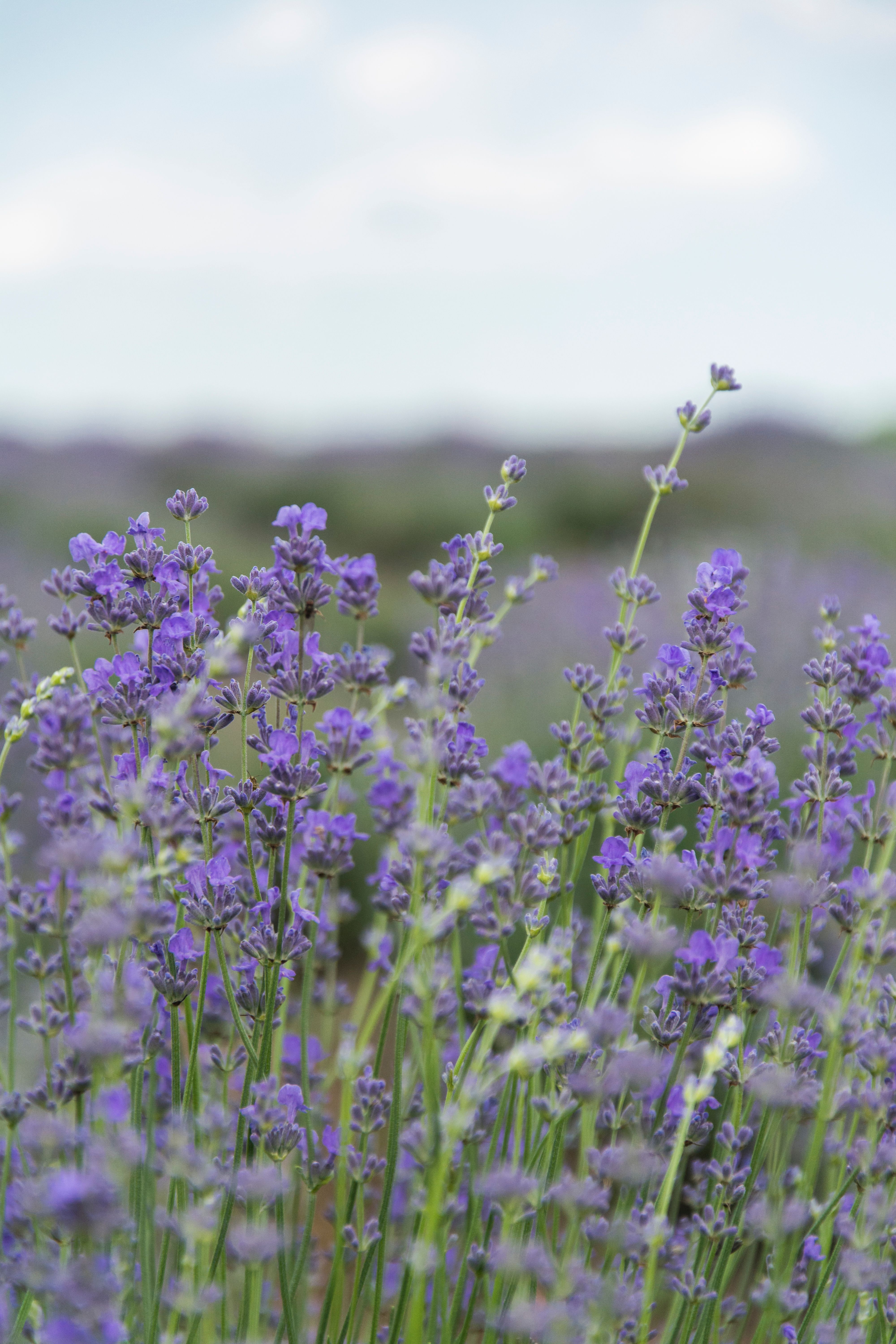 Flowers Lavander Photos, Download The BEST Free Flowers Lavander Stock ...
