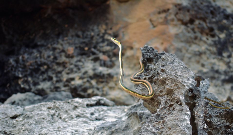 Unveiling Naja Snakes: Deadly Venom and Fascinating Facts