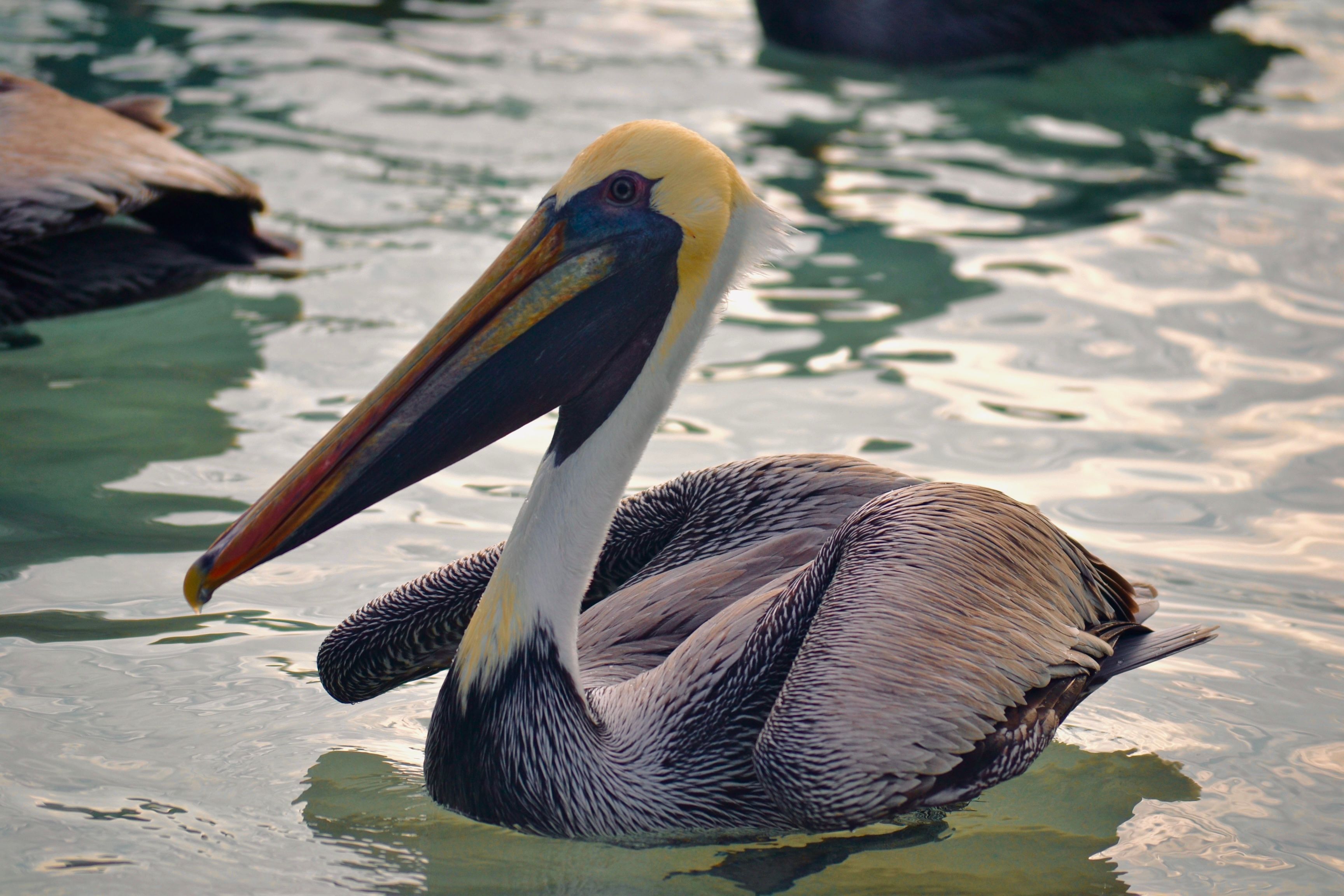 Close-Up Shot of a Pelican · Free Stock Photo