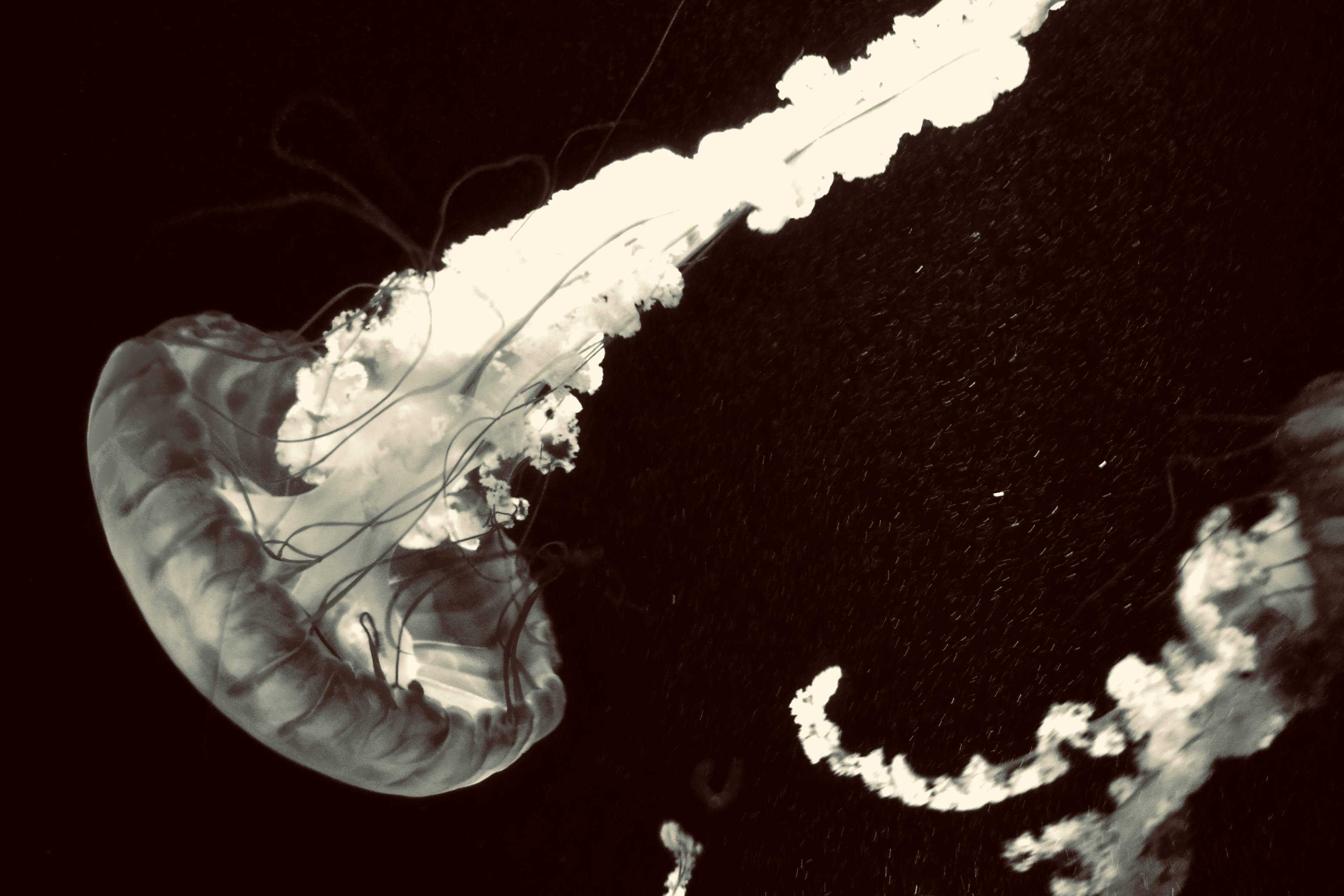 Plankton Photos, Download The BEST Free Plankton Stock Photos & HD Images