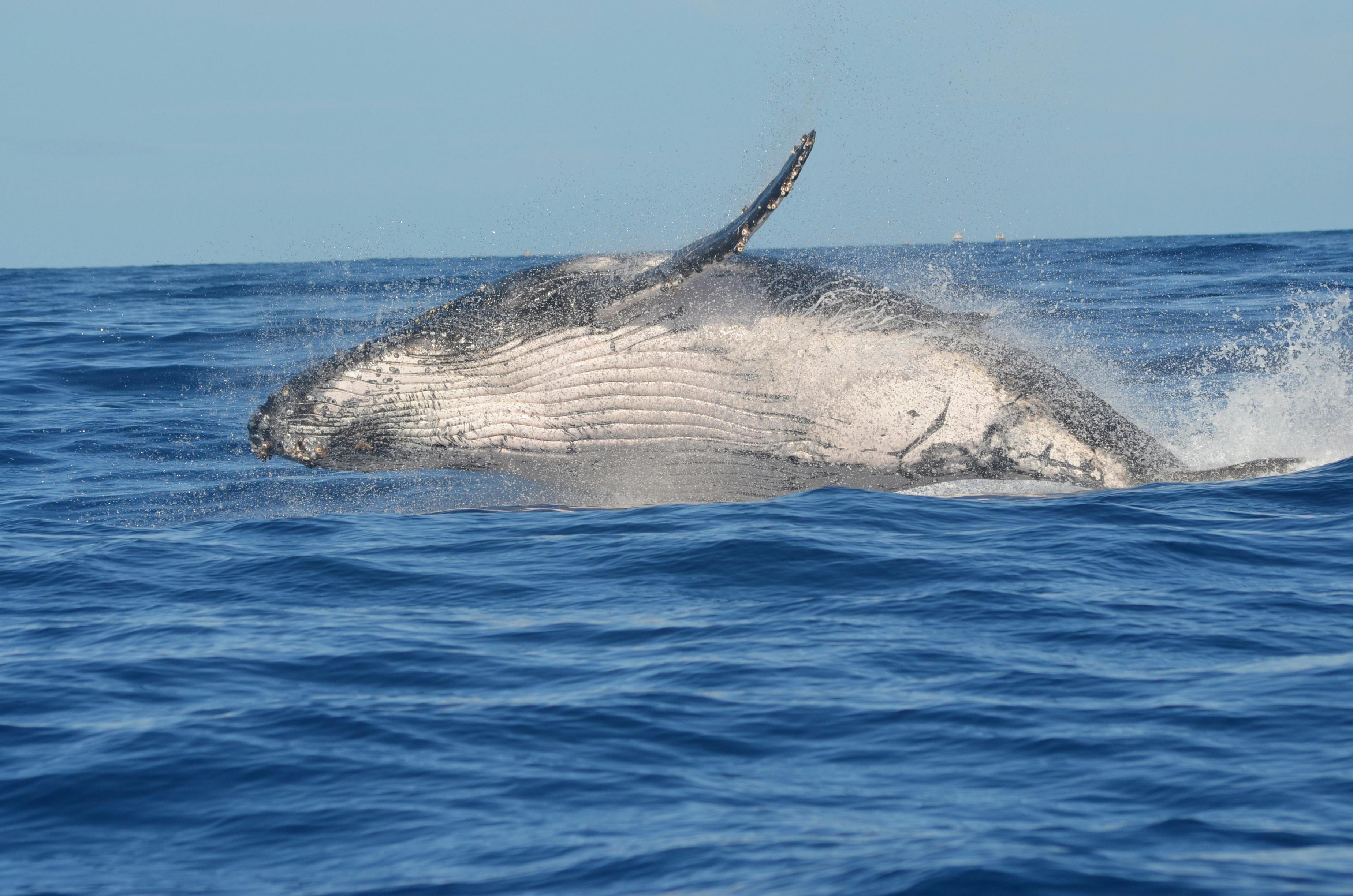 A Humpback Whale Leaping Out of the Ocean · Free Stock Photo