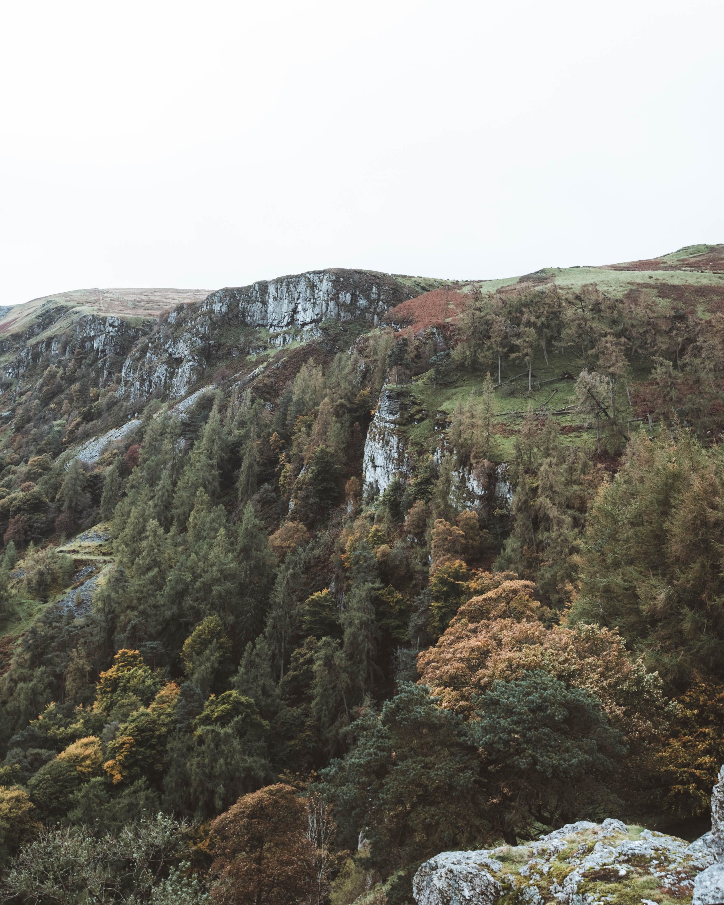 Drone Shot of a Forest with Green Trees · Free Stock Photo