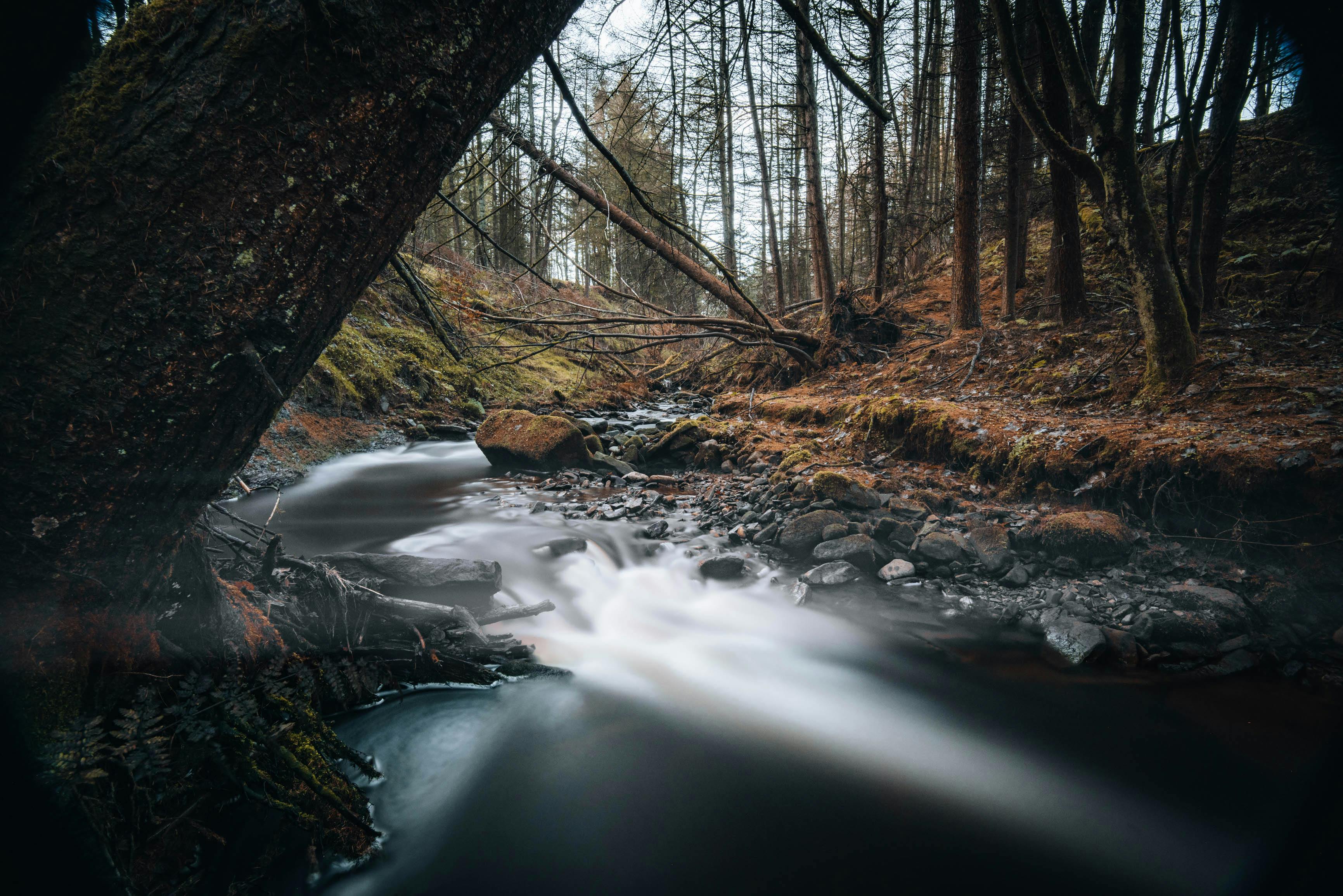 Flowing River Between Trees · Free Stock Photo