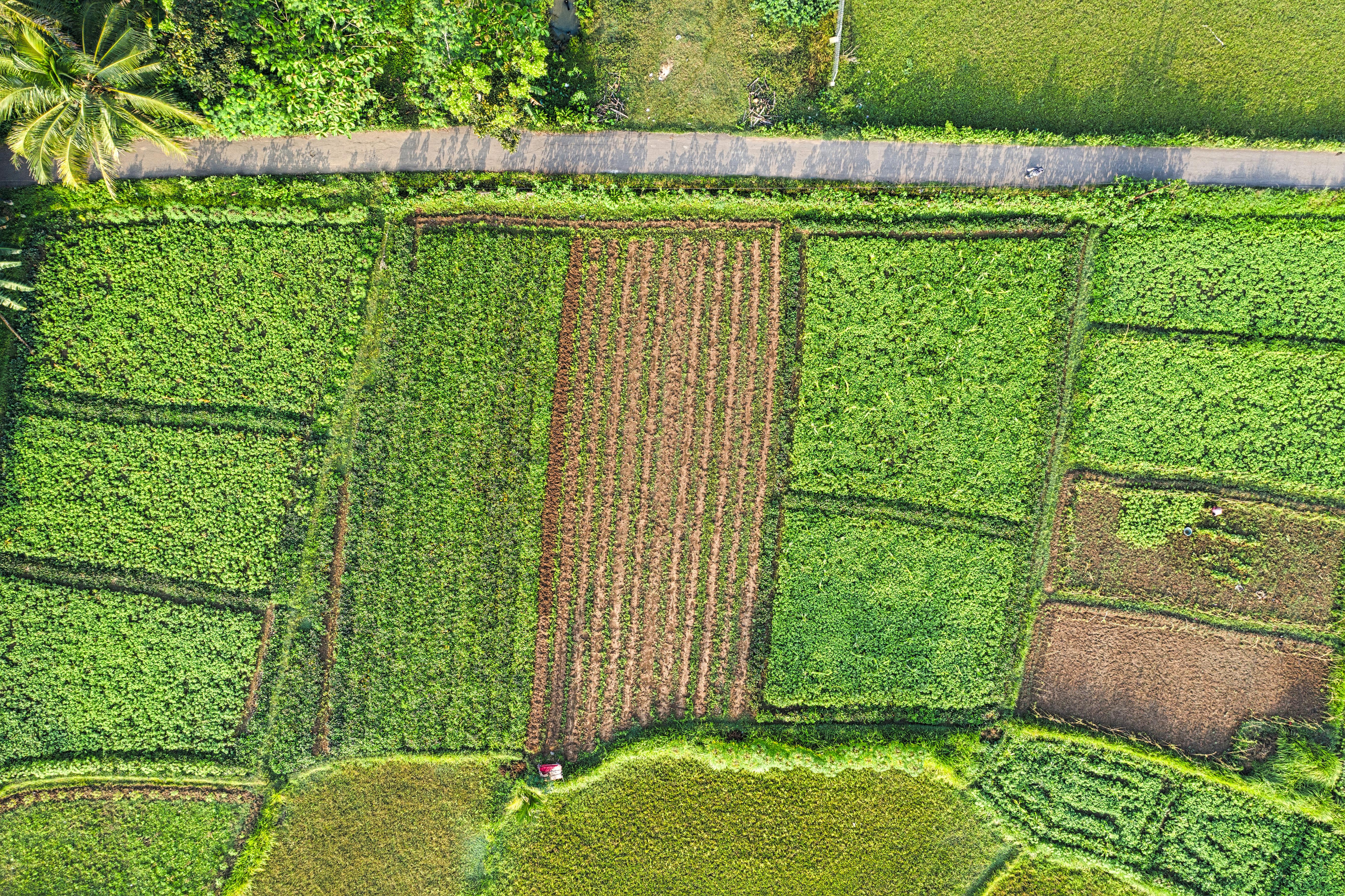 Lush green rice fields in rural area · Free Stock Photo