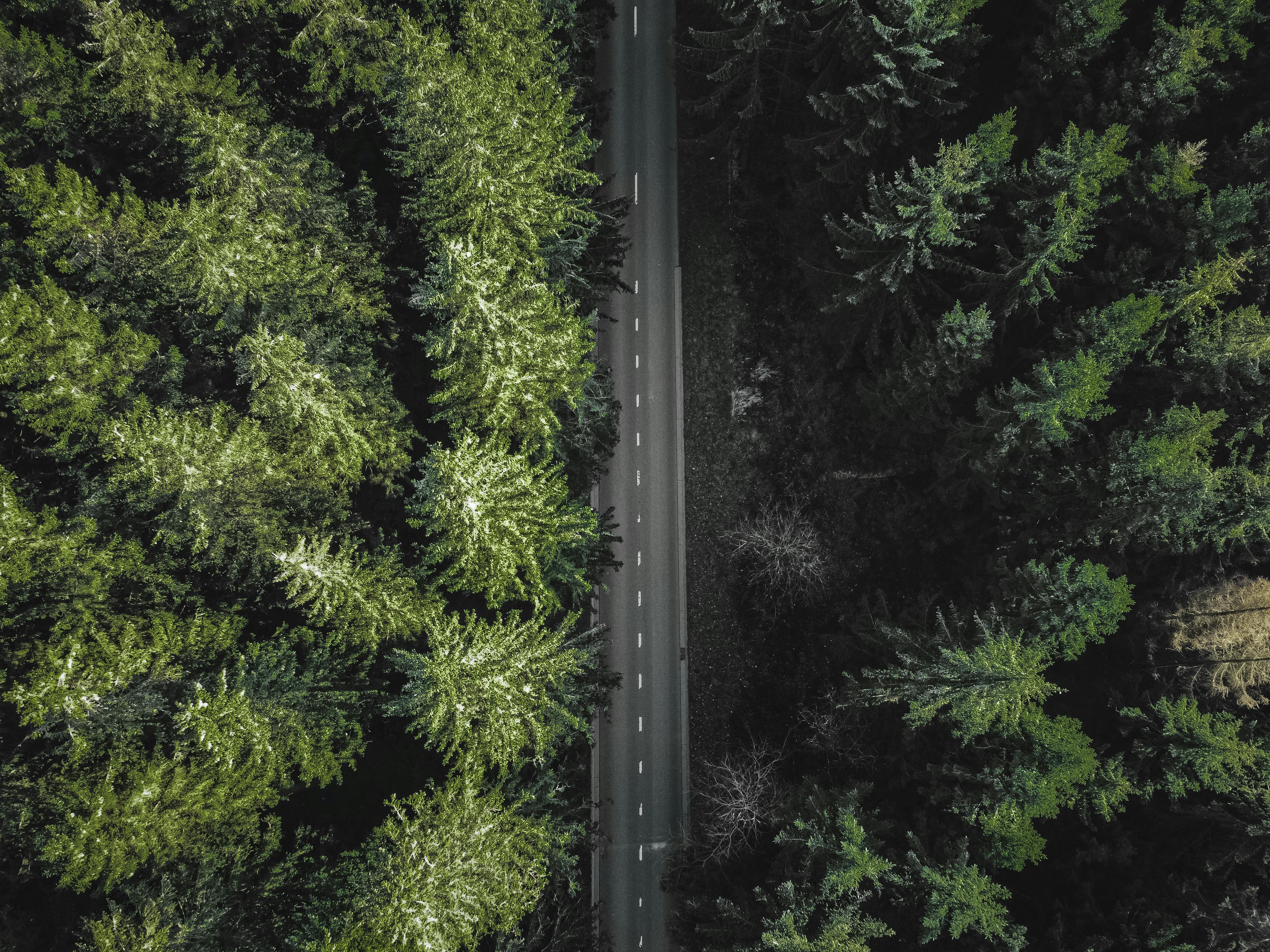 Aerial View of Pine Tree Forest and Road · Free Stock Photo