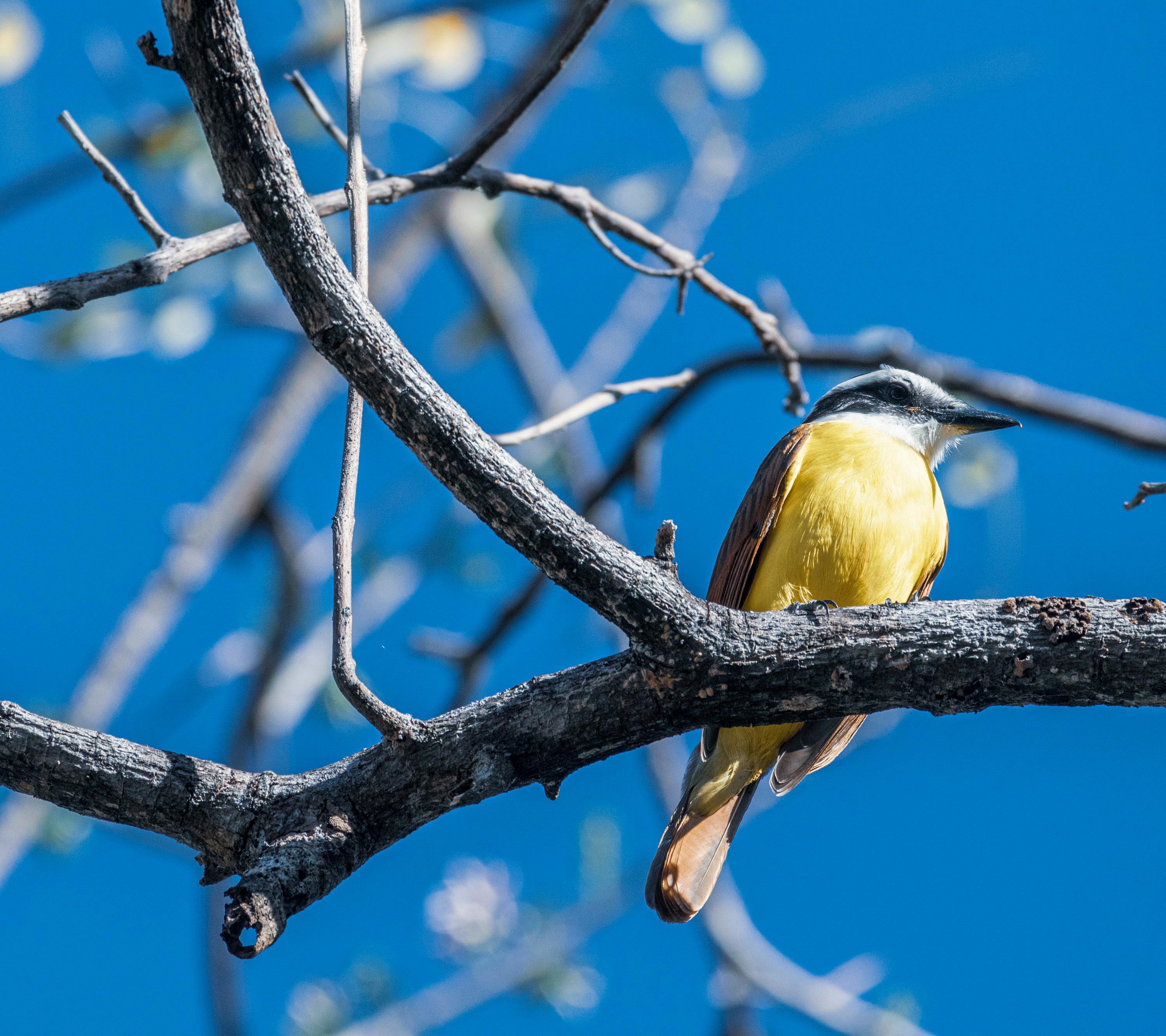 Photo of a White Great Egret Bird · Free Stock Photo