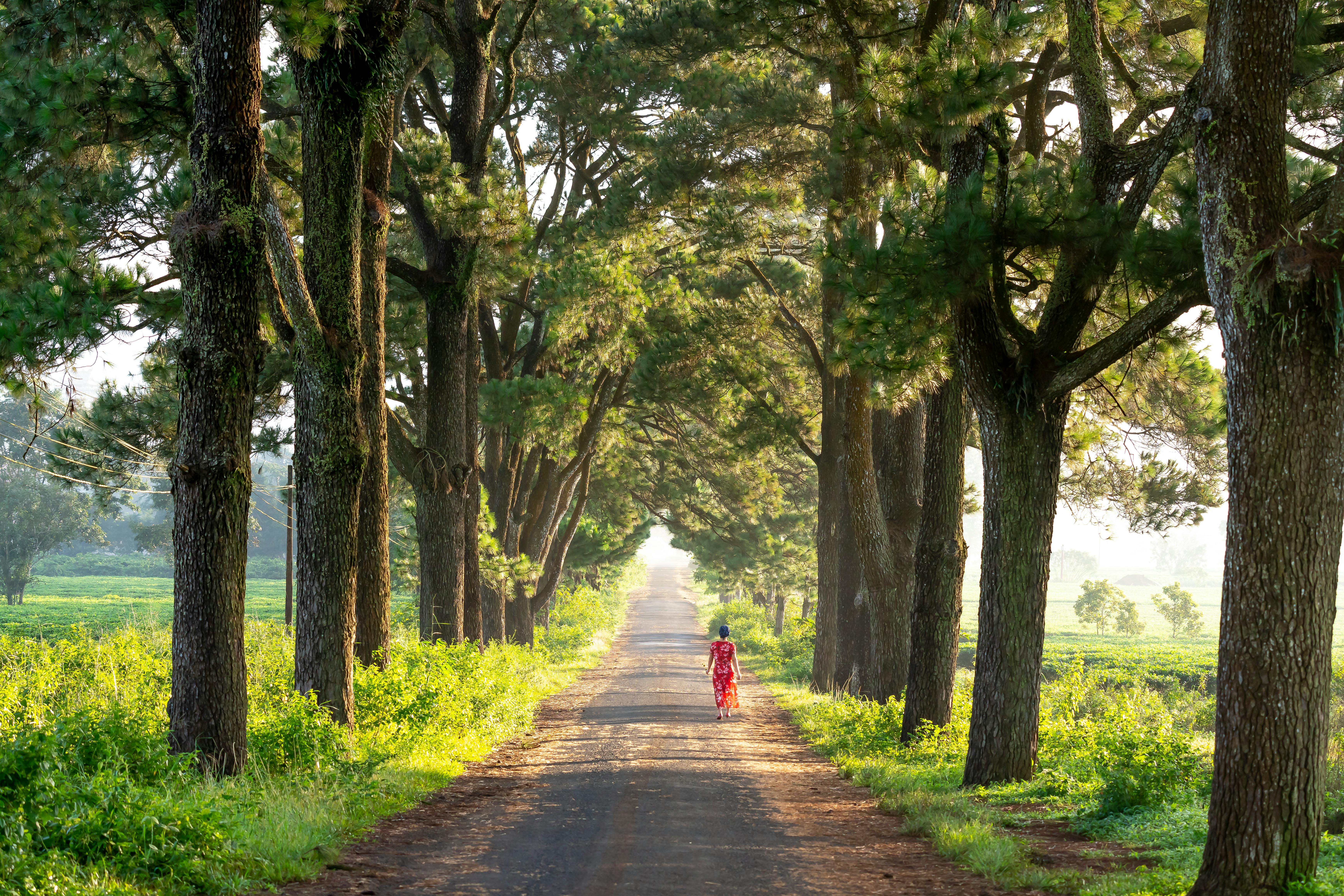 Unrecognizable woman walking along tress · Free Stock Photo