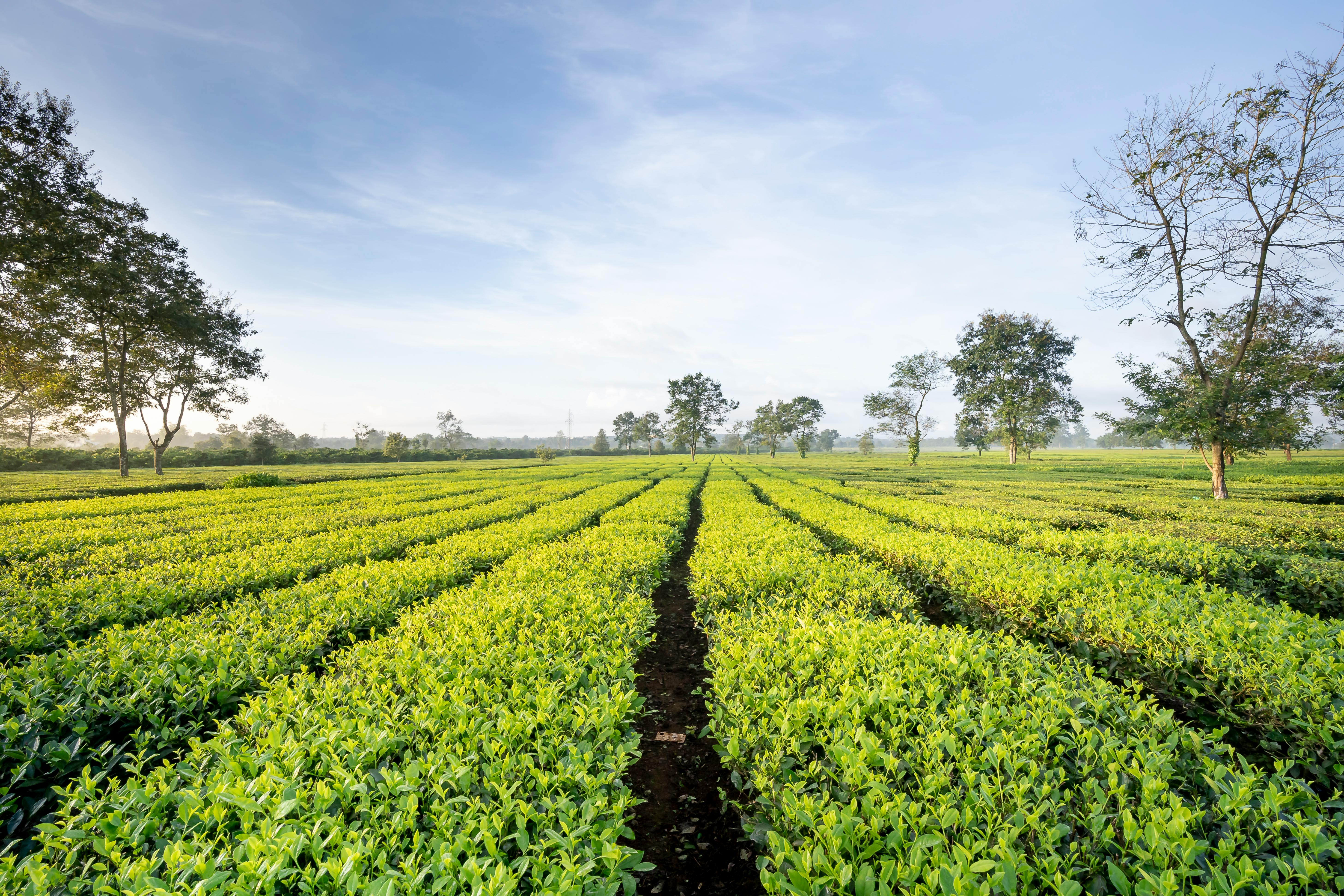 Green tea plantations with trees under cloudy sky in summer · Free ...