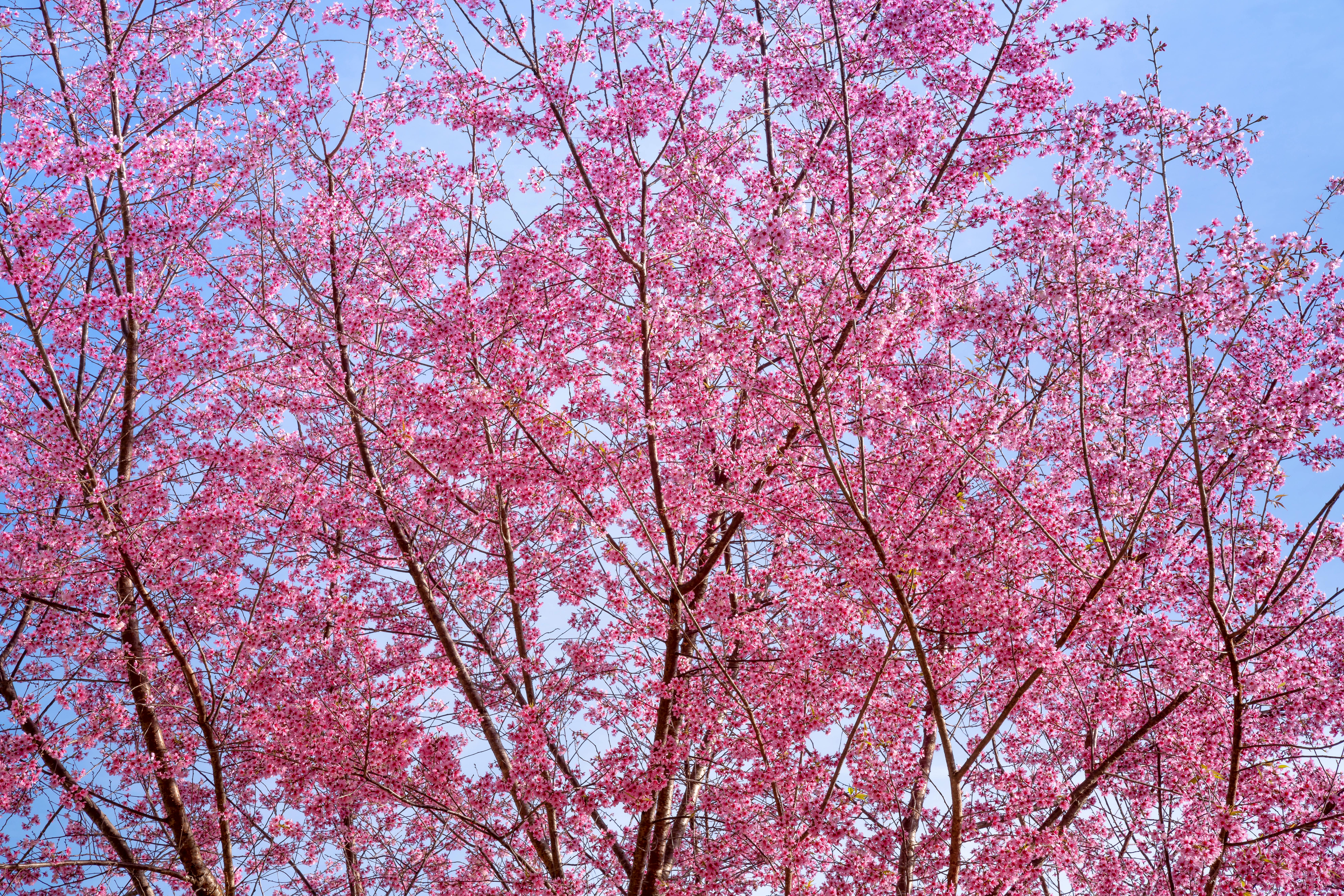 Blooming Sakura tree with pink flowers in park · Free Stock Photo