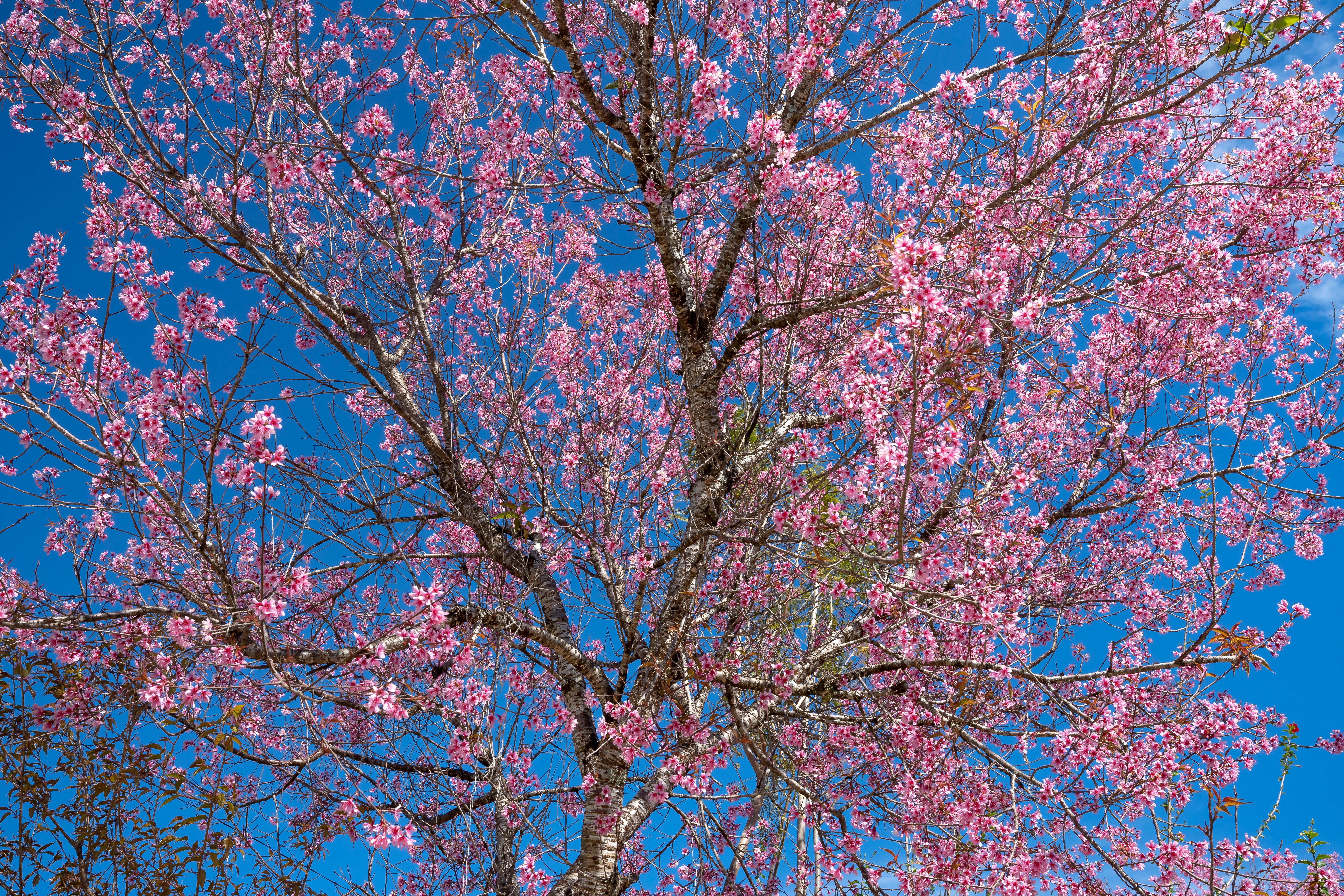 Blossoming pink sakura tree in spring garden · Free Stock Photo