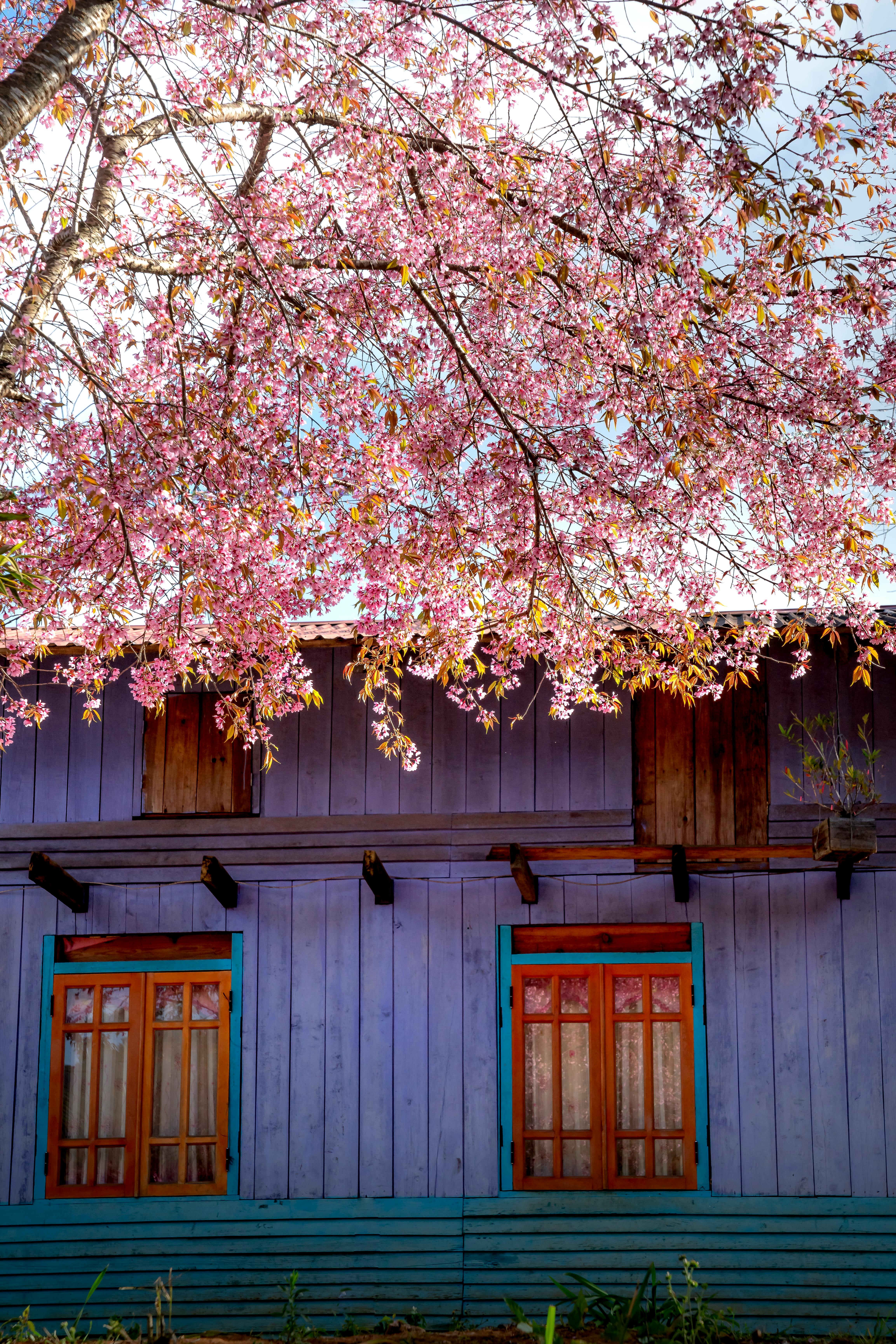 Cherry blossom tree branch against countryside house facade · Free ...