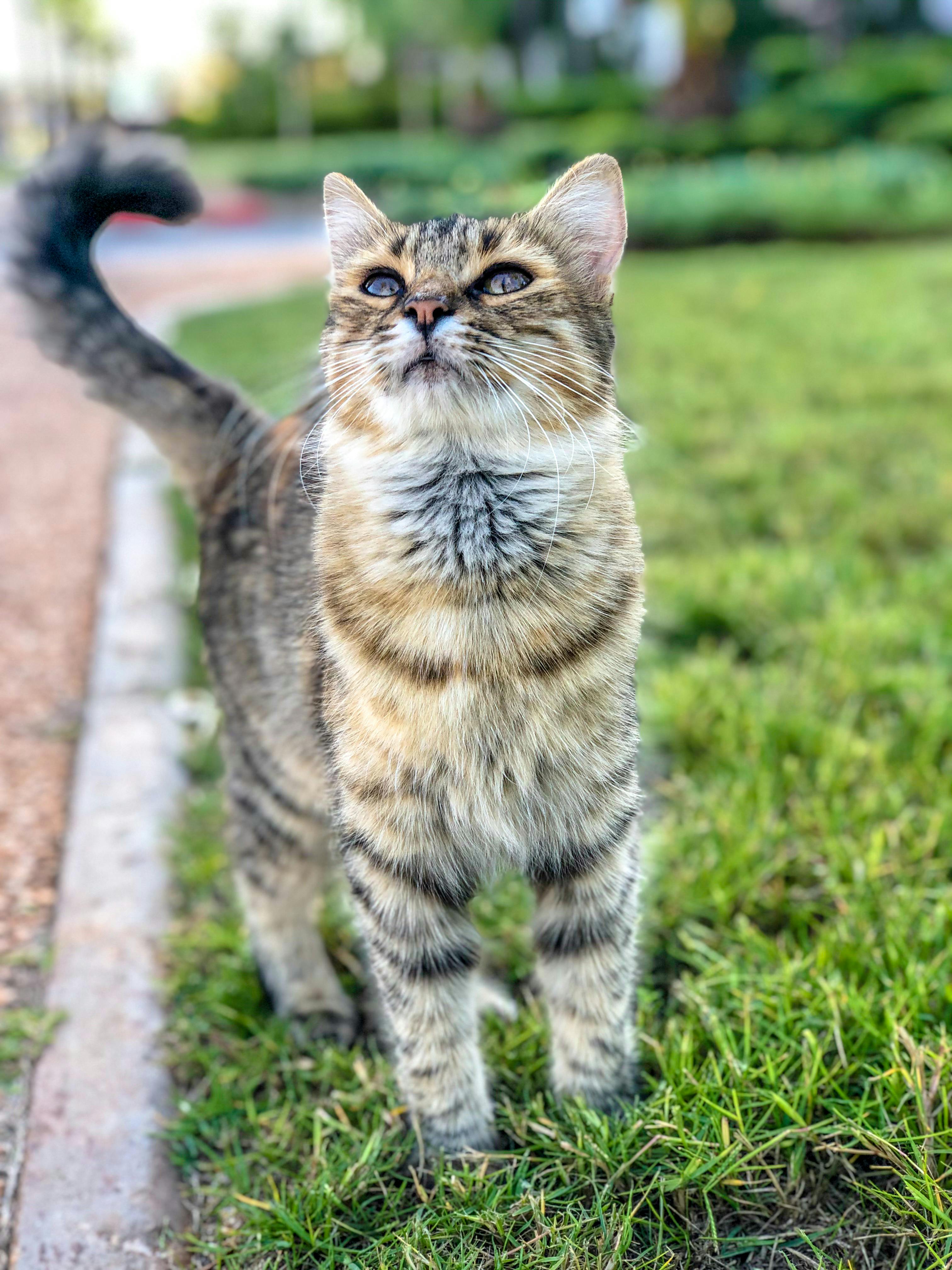 Photo of a Furry Tabby Cat on Green Grass · Free Stock Photo