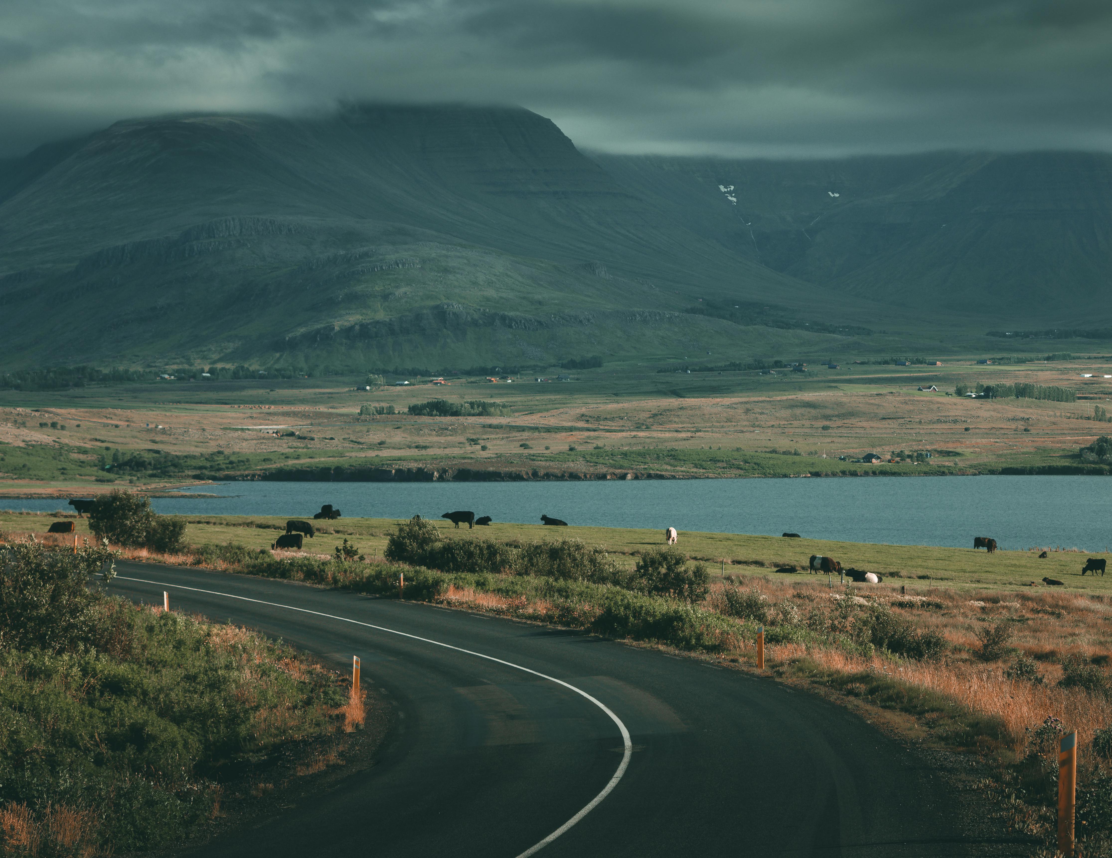 Photo of a Man with a Mustache Milking a Cow · Free Stock Photo