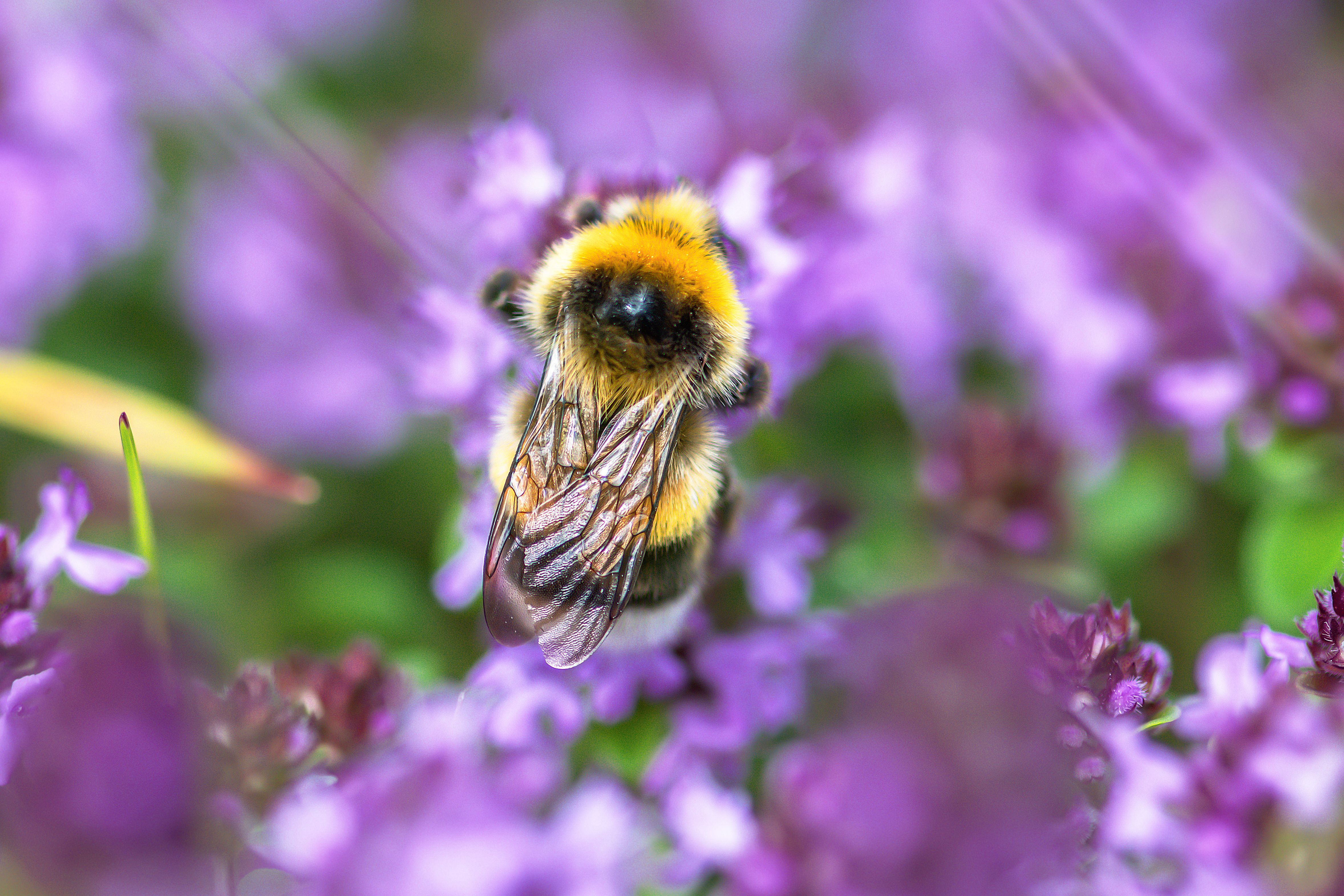Foto de stock gratuita sobre abeja, animal, de cerca, insecto, miel ...
