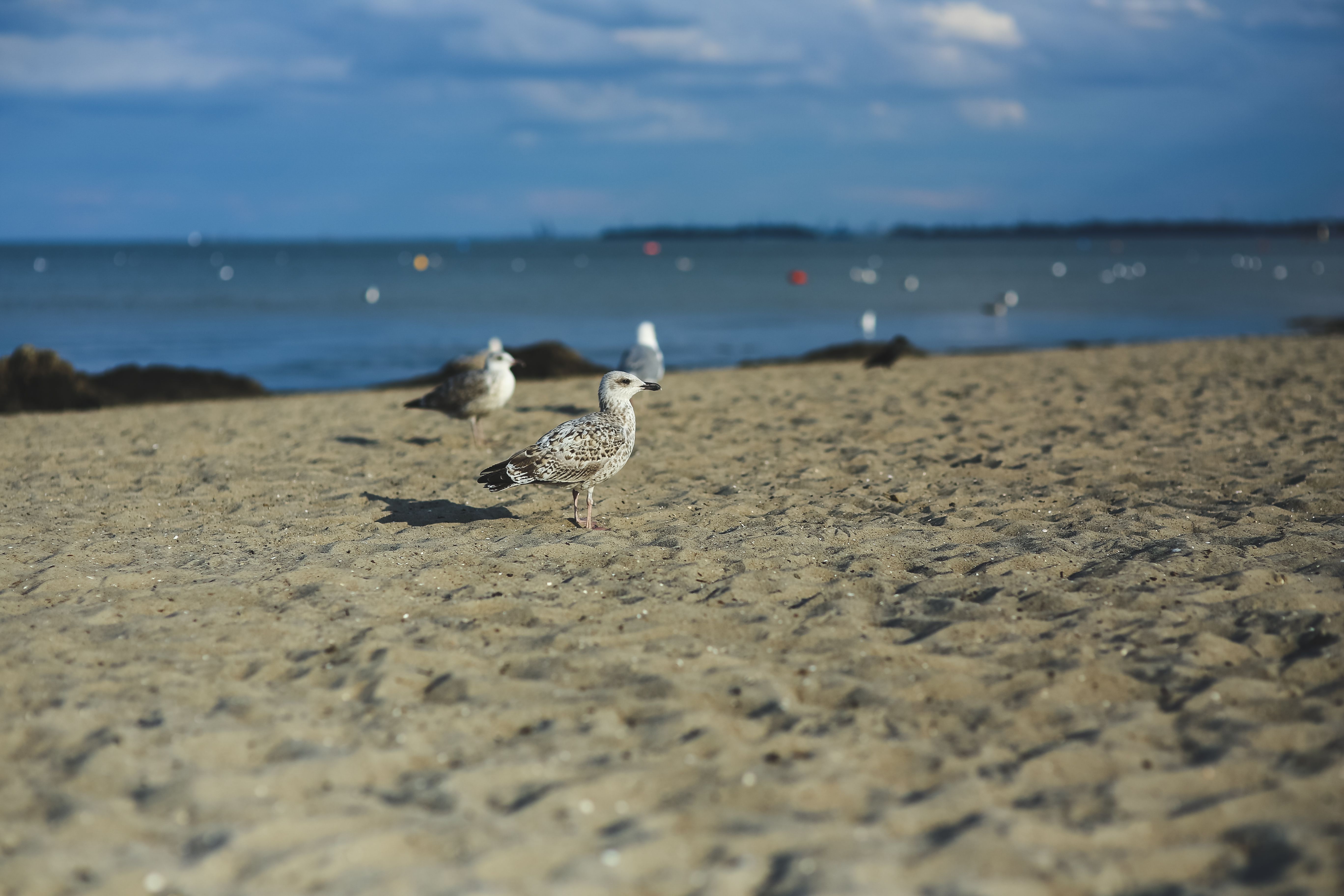 Seagulls on the beach · Free Stock Photo