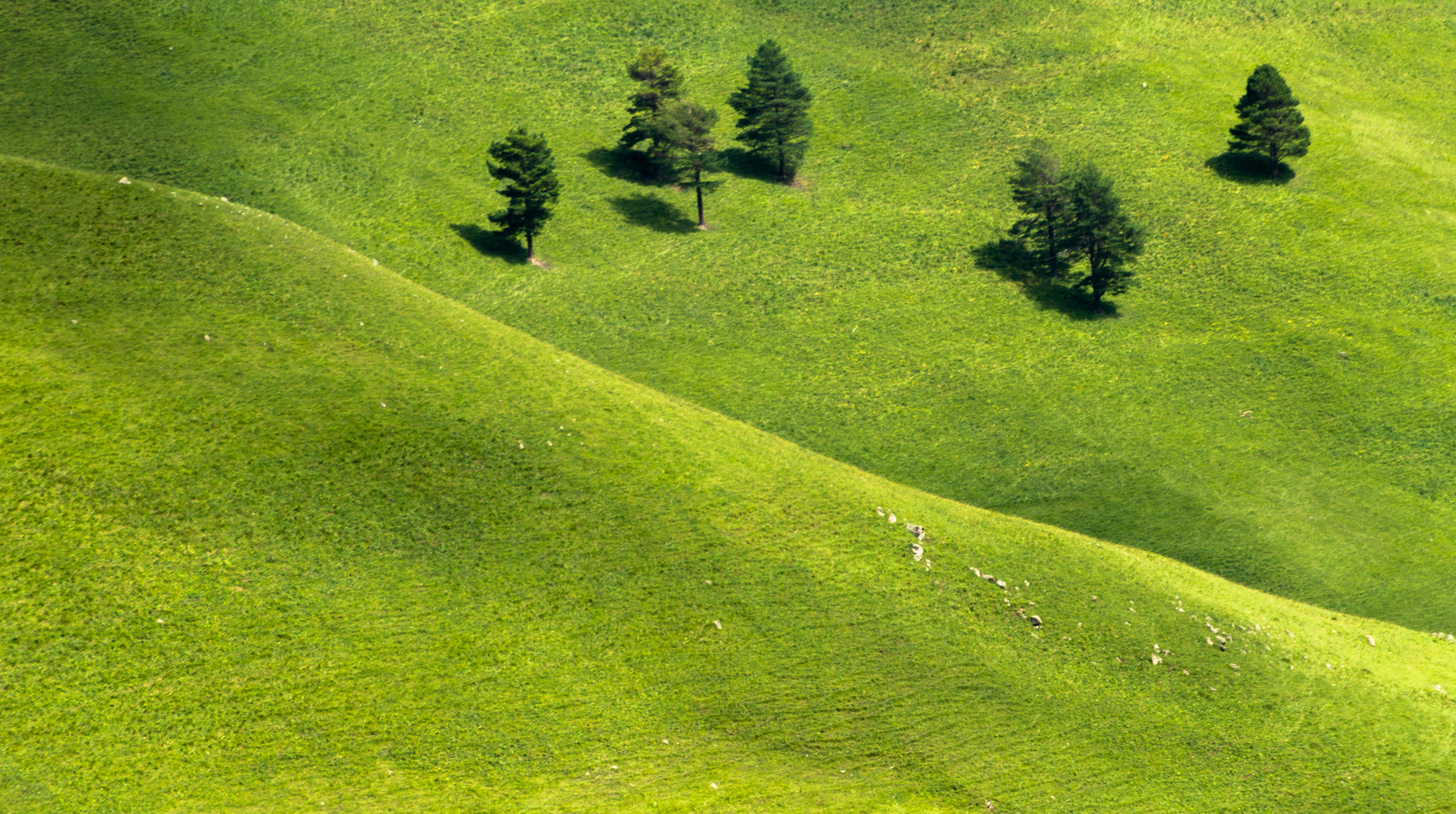 Green Grass Field With Trees · Free Stock Photo