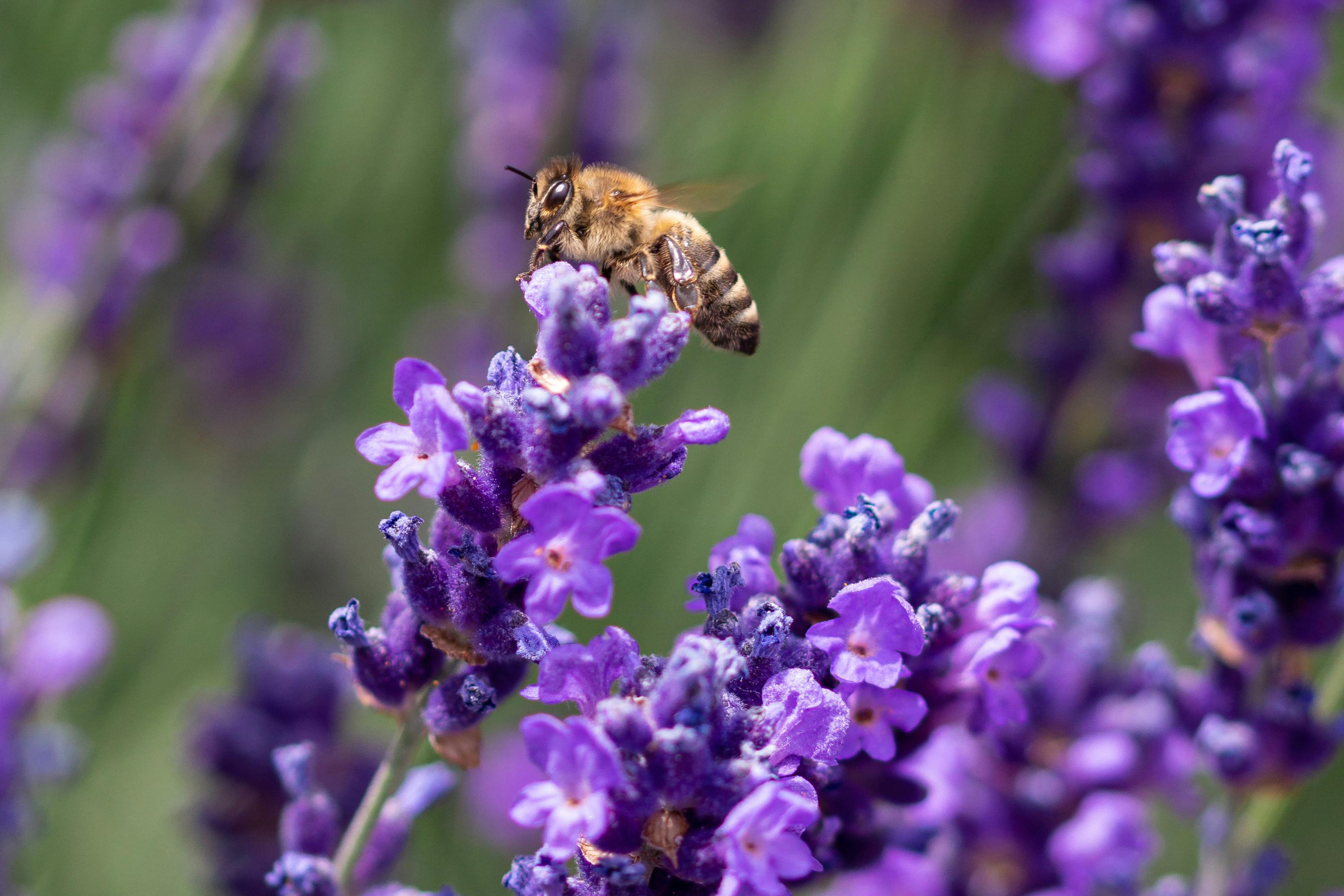 Abejas En Flor Morada · Foto de stock gratuita