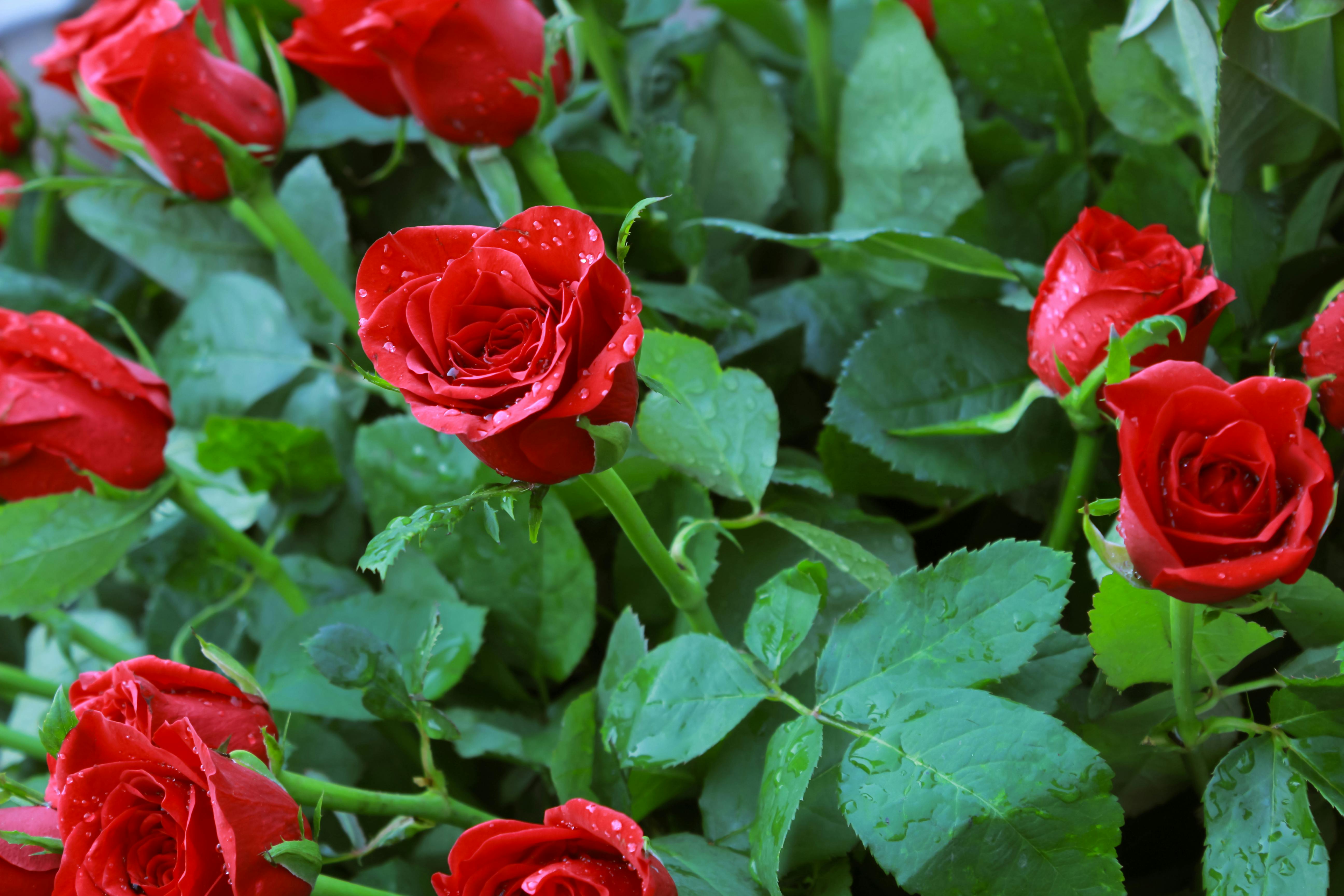 Close-Up Photo of Blooming Red Roses · Free Stock Photo